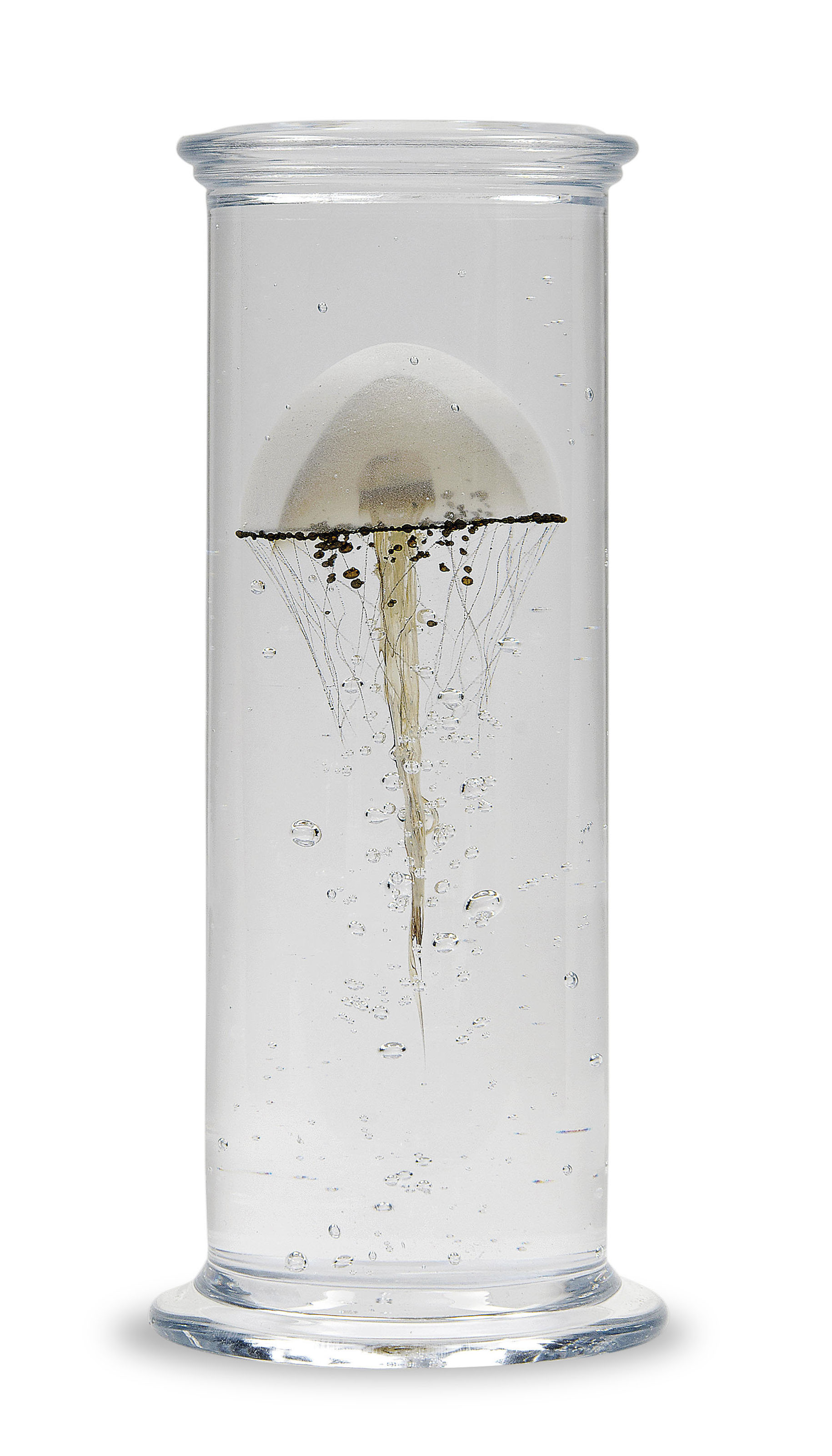 A DANISH GLASS MODEL OF A JELLYFISH IN A TUBE, 2014, BY STEFFEN DAM (B ...