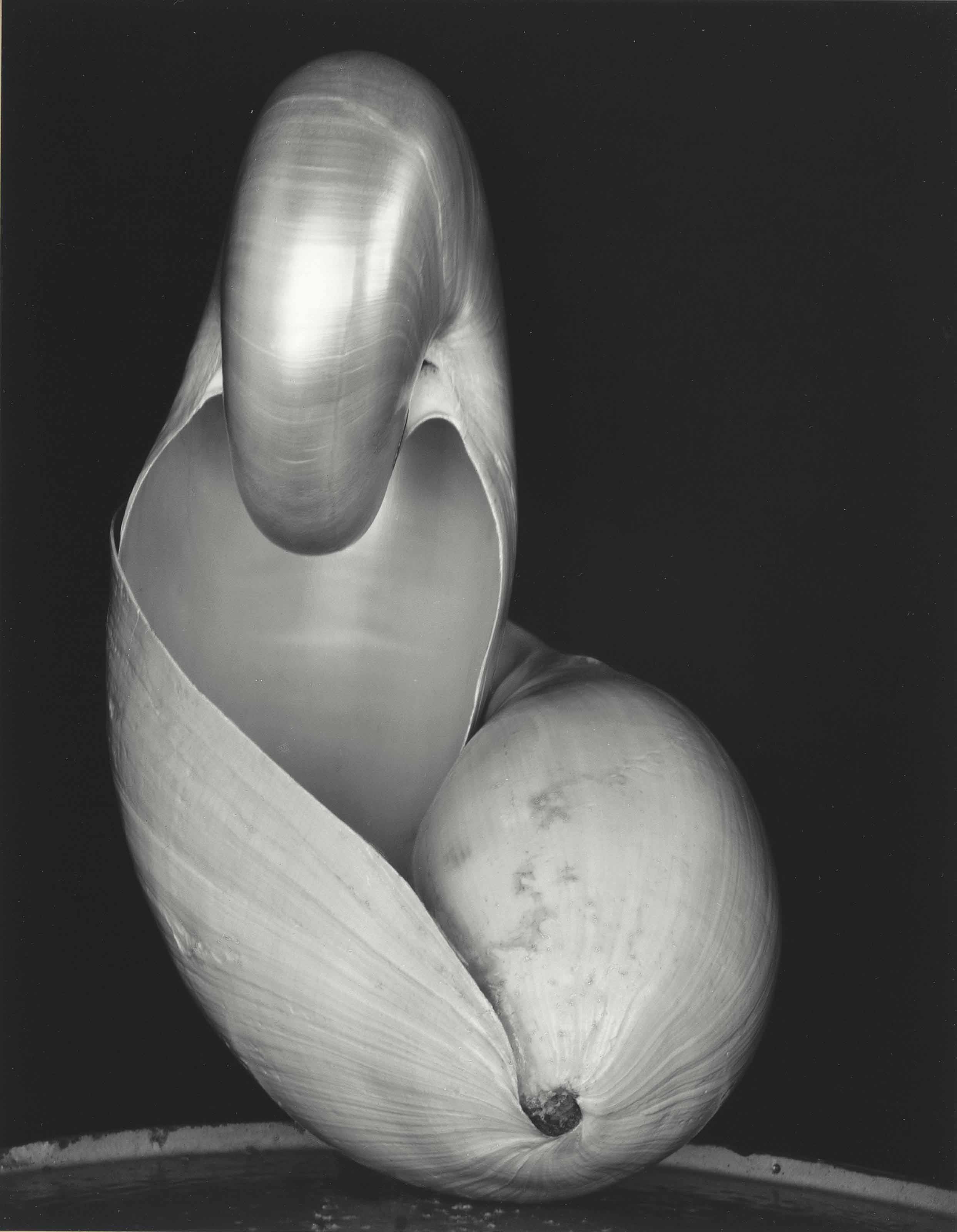 EDWARD WESTON (1886-1958)