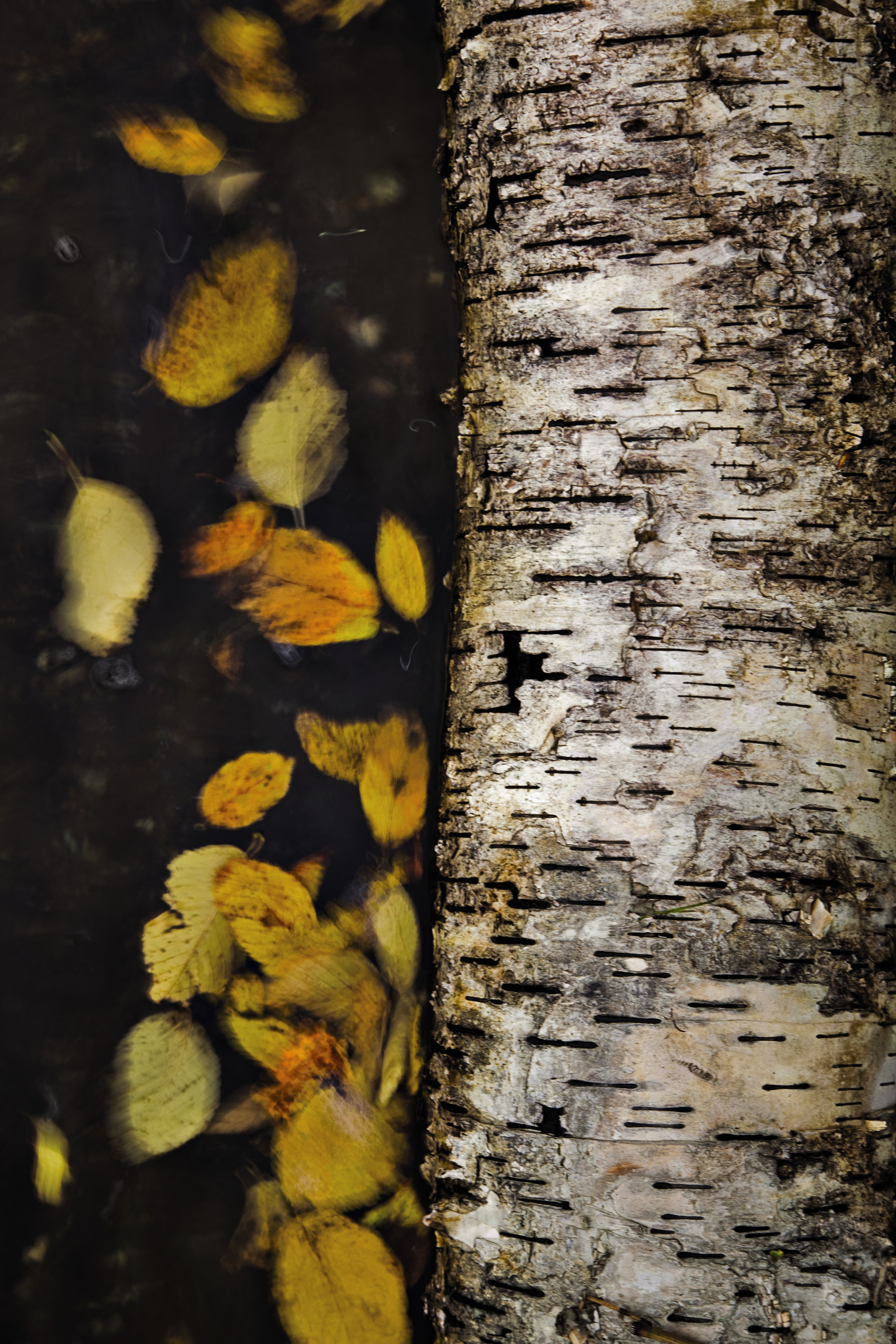 birch falling