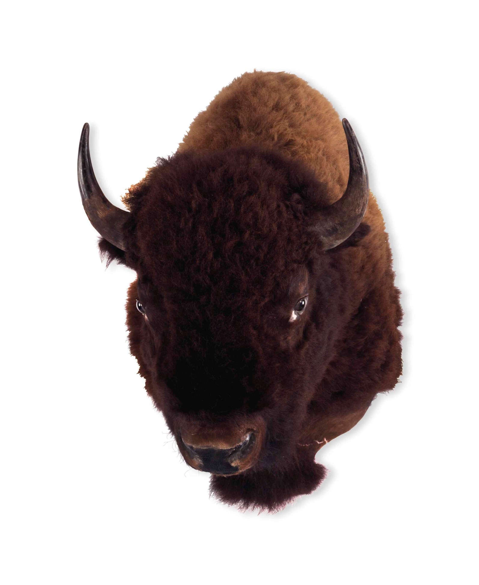 A TAXIDERMY AMERICAN BISON TROPHY, 20TH CENTURY | Christie's