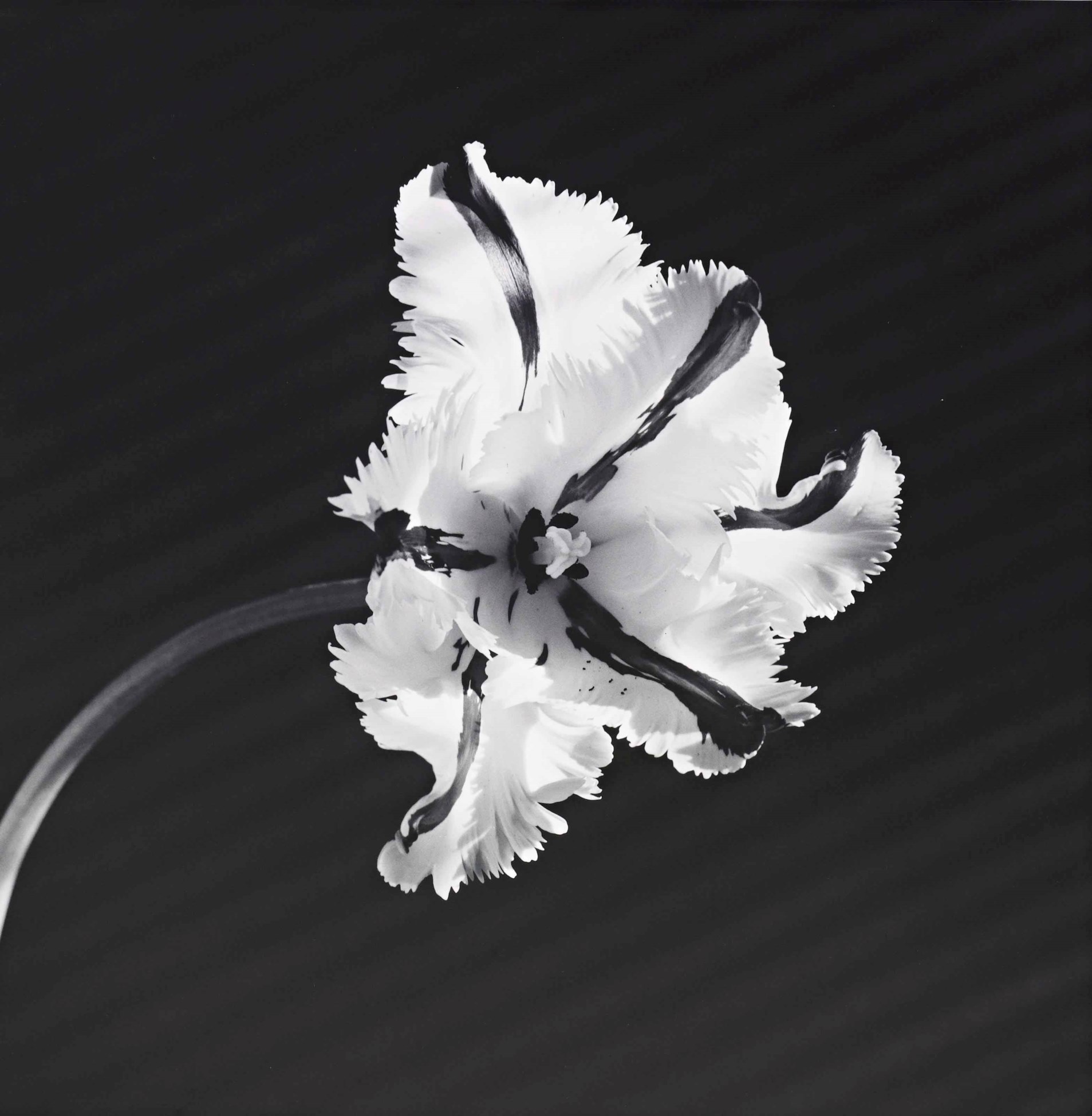 ROBERT MAPPLETHORPE (1946-1989) , Parrot Tulip, 1987 | Christie's