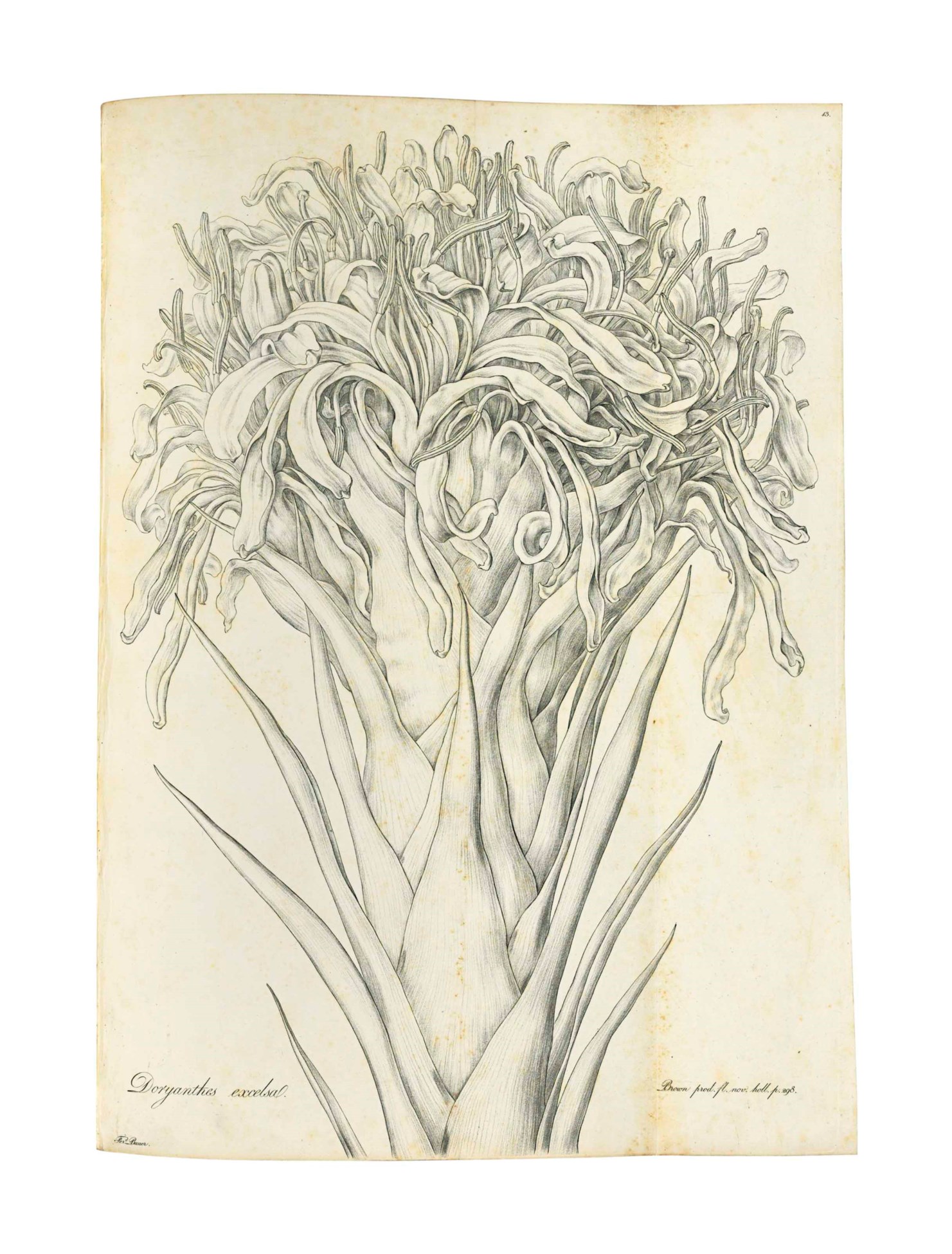 BAUER, Ferdinand (1760-1826). Illustrationes florae Novae Hollandiae ...