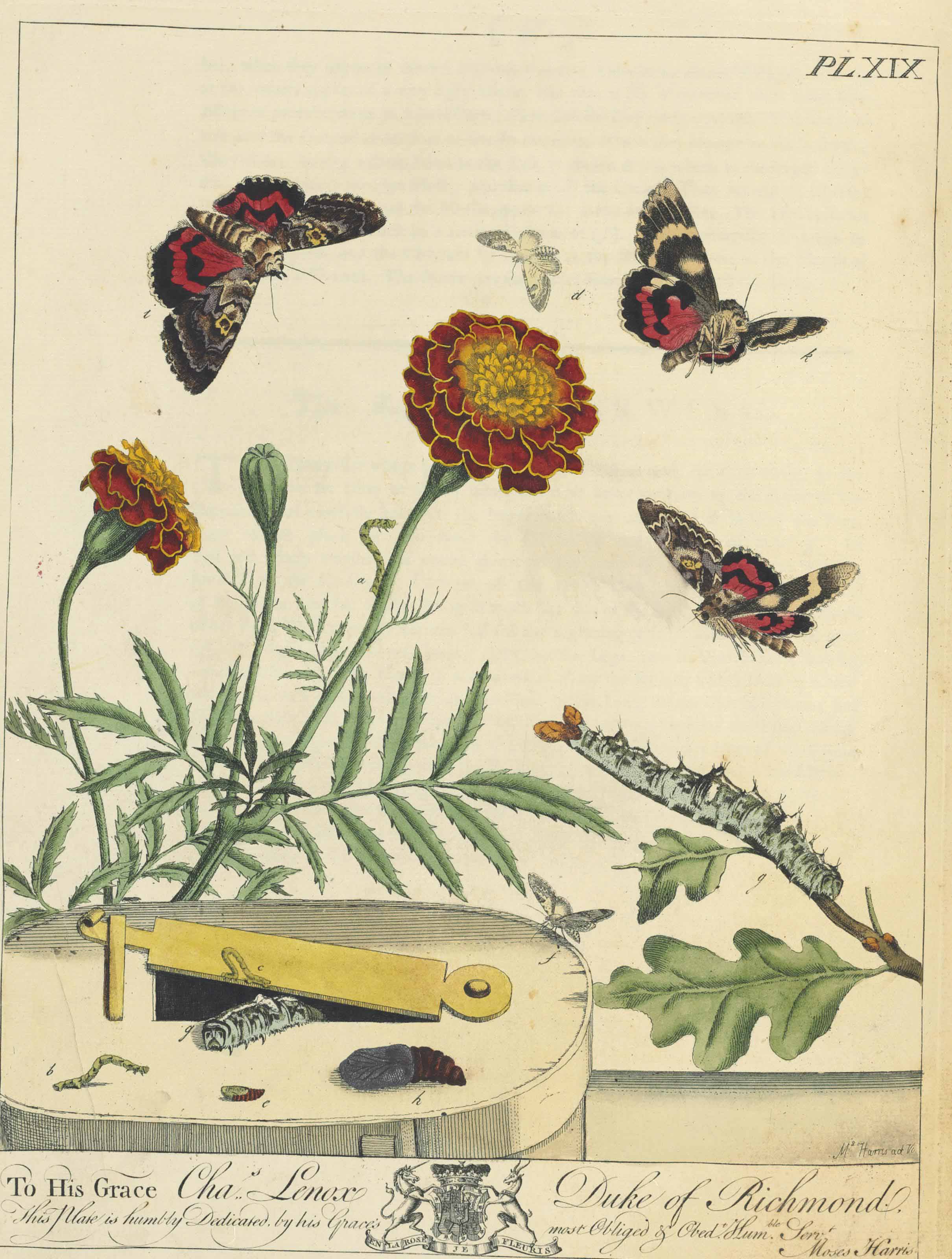 Moses Harris: upcoming auctions, appraisal insights and free art price ...