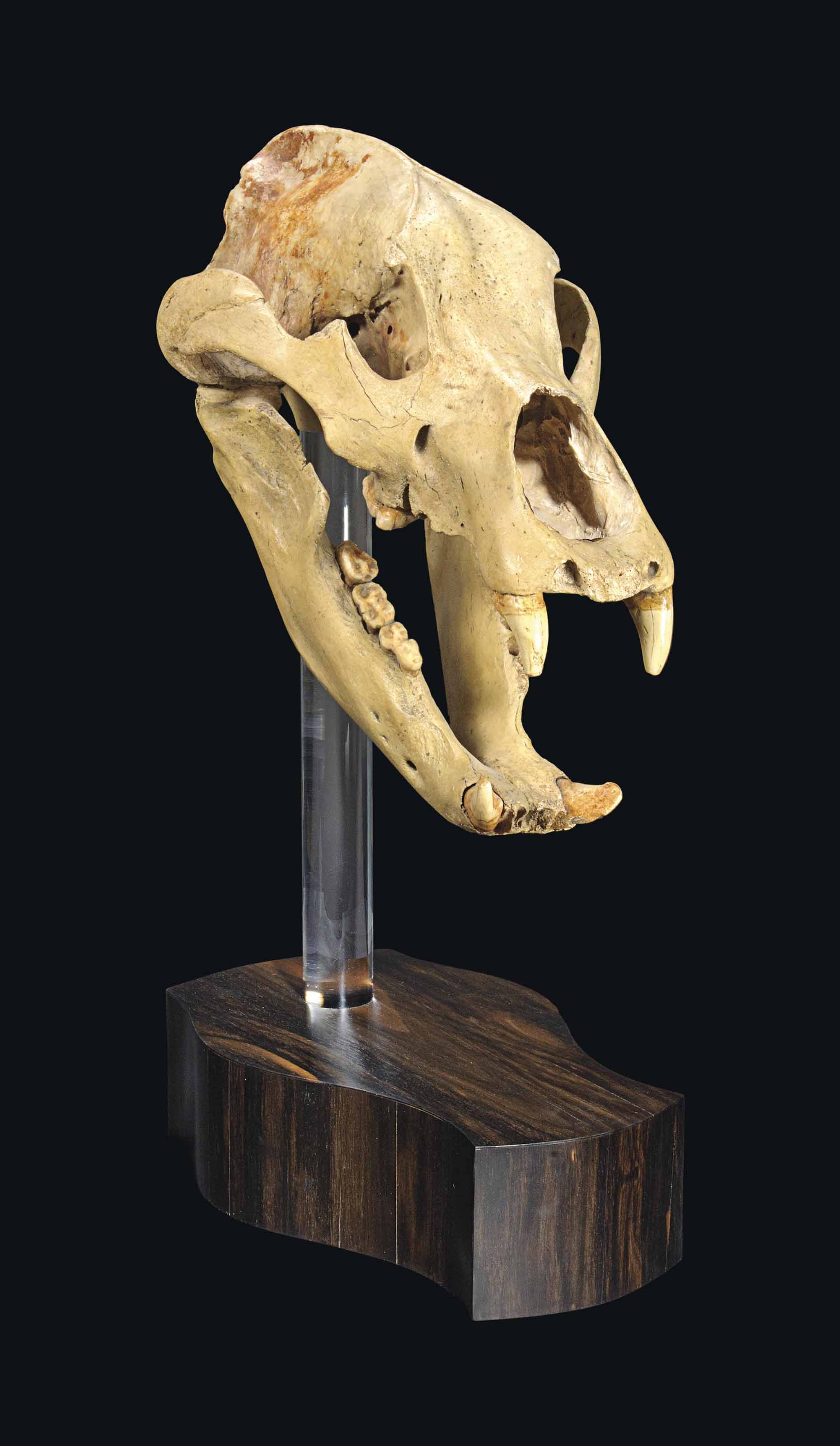 A CAVE BEAR SKULL