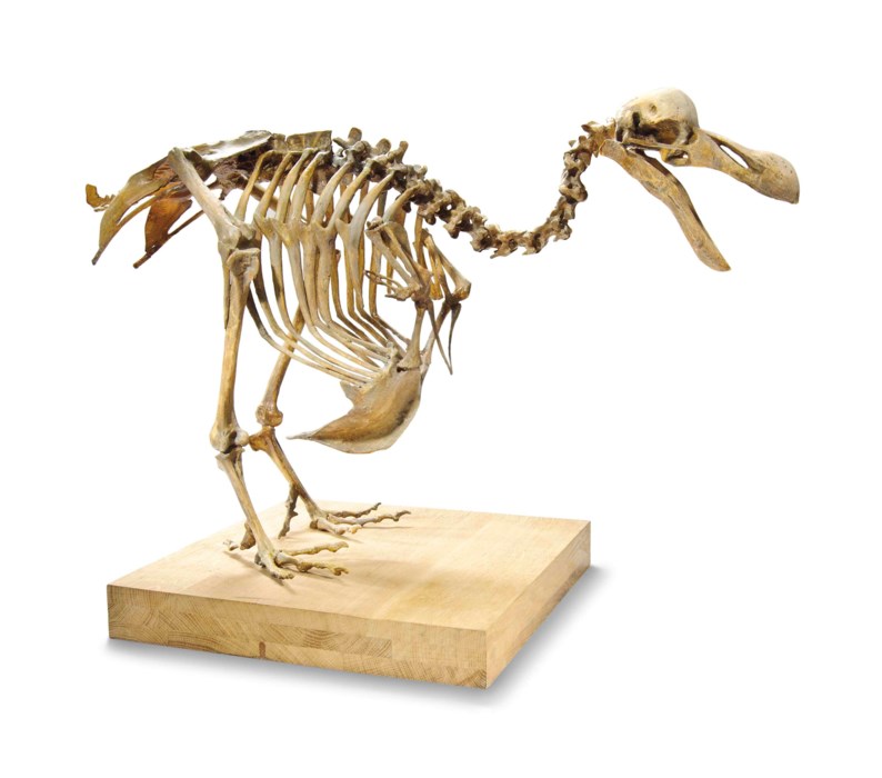 CAST OF A COMPLETE DODO SKELETON, MODERN | Christie's