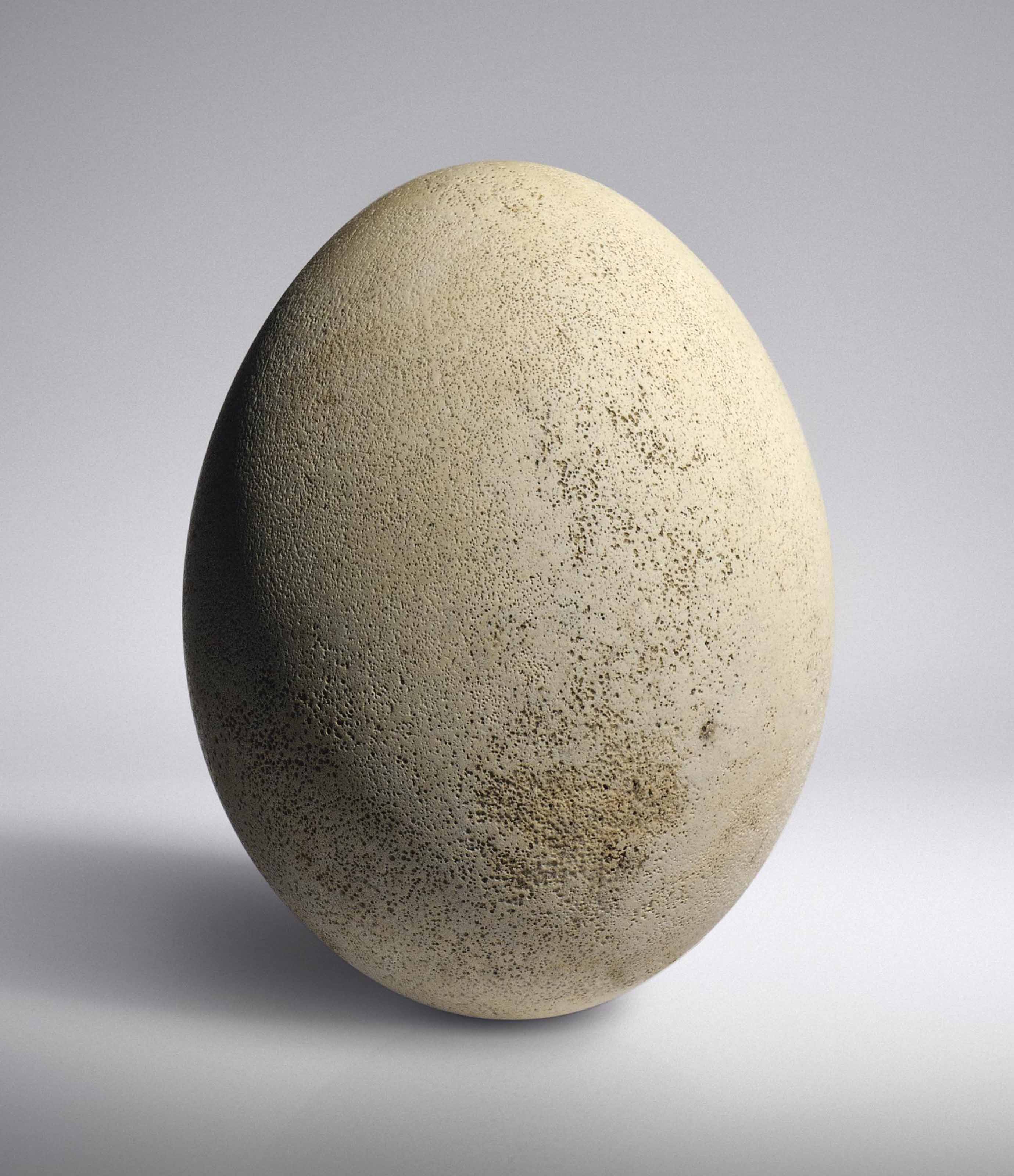 AN INTACT ELEPHANT BIRD EGG