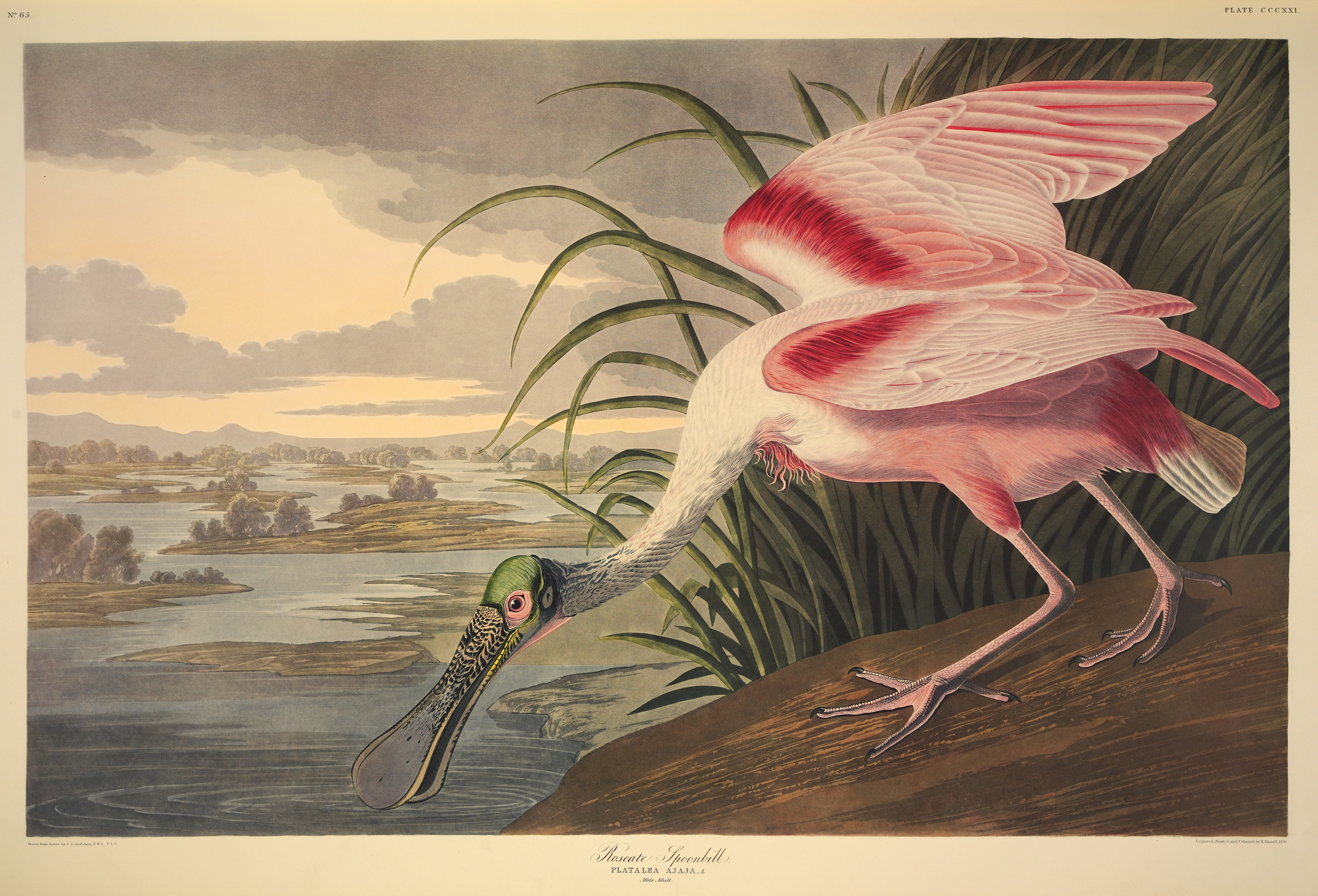 AUDUBON, John James (1785-1851). The Birds of America. A Selection of ...