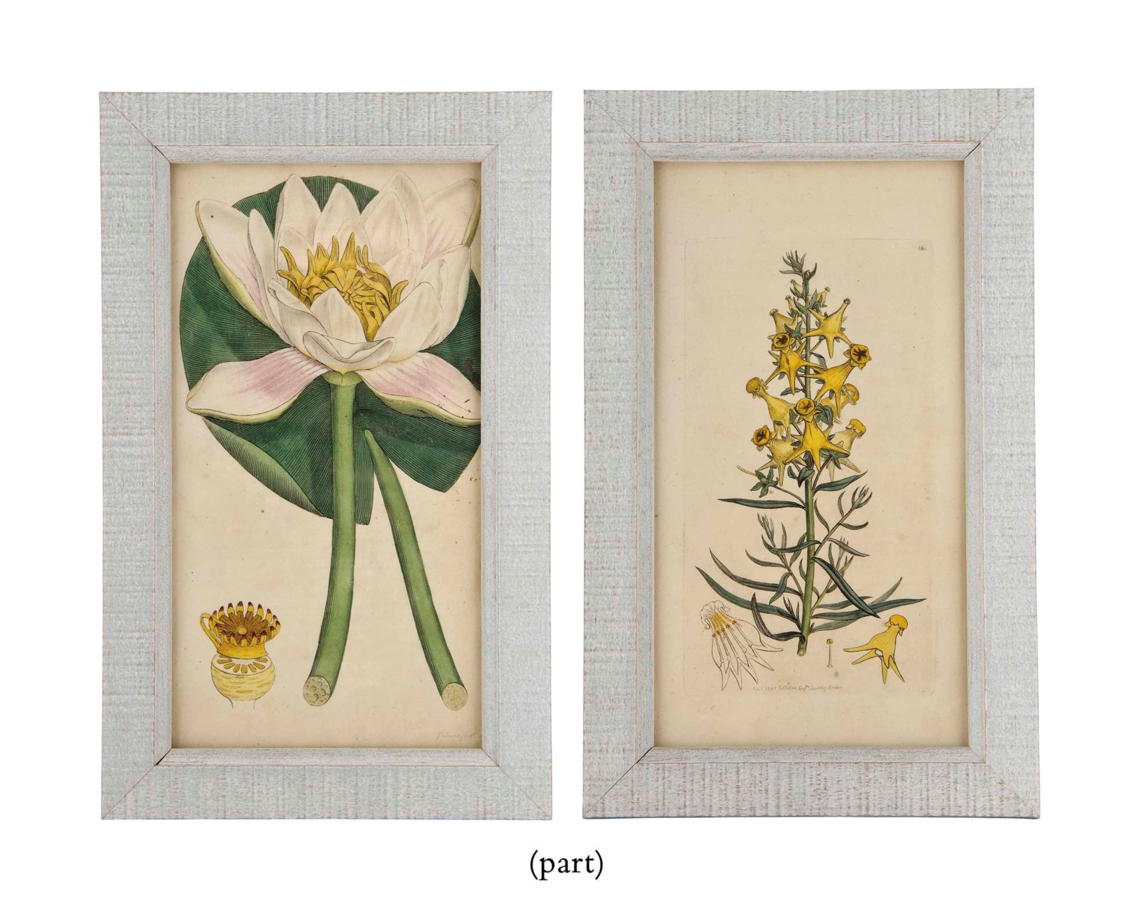 TWELVE ENGRAVINGS OF FLOWERS