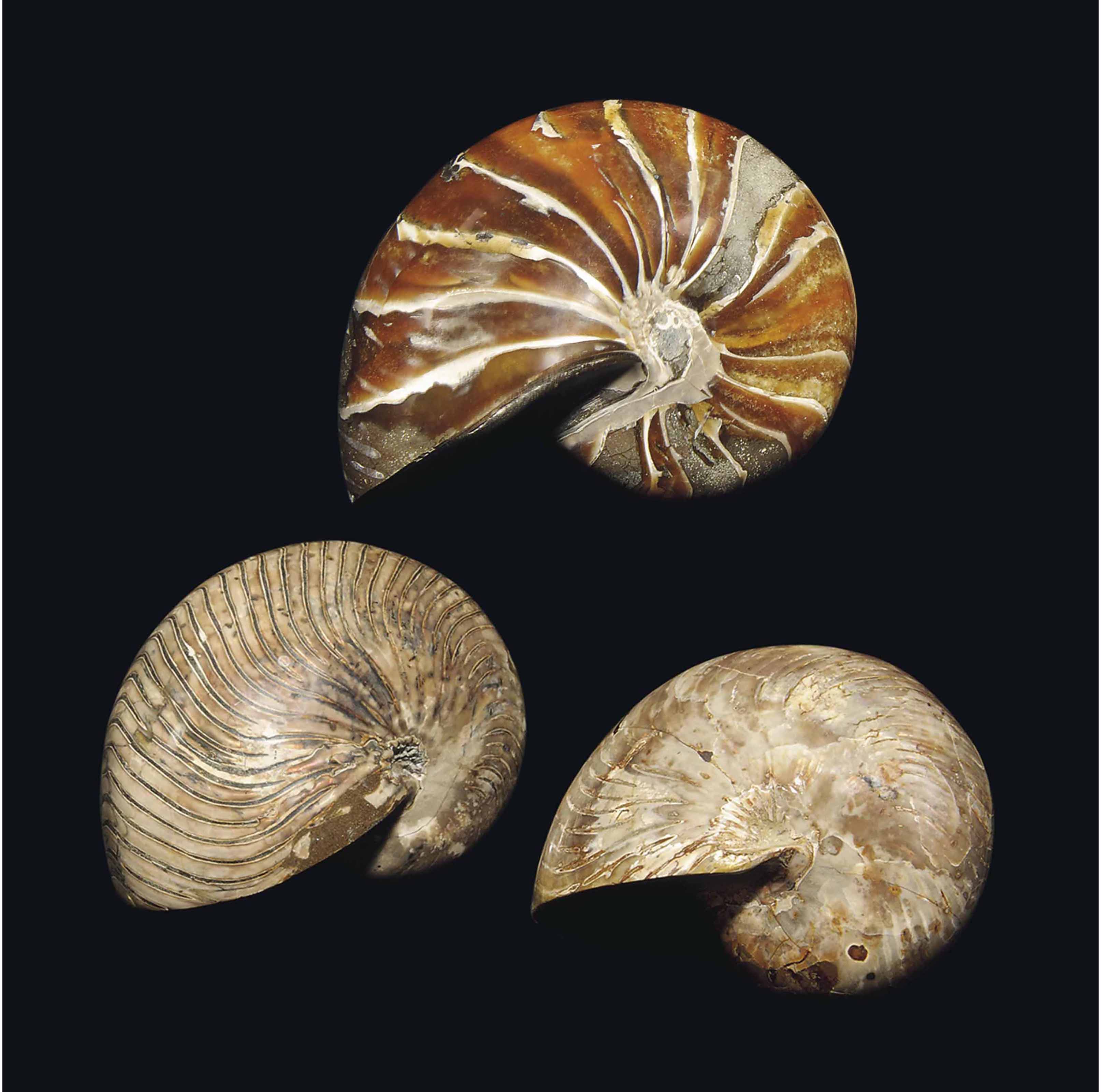 A GROUP OF NAUTILUS FOSSILS