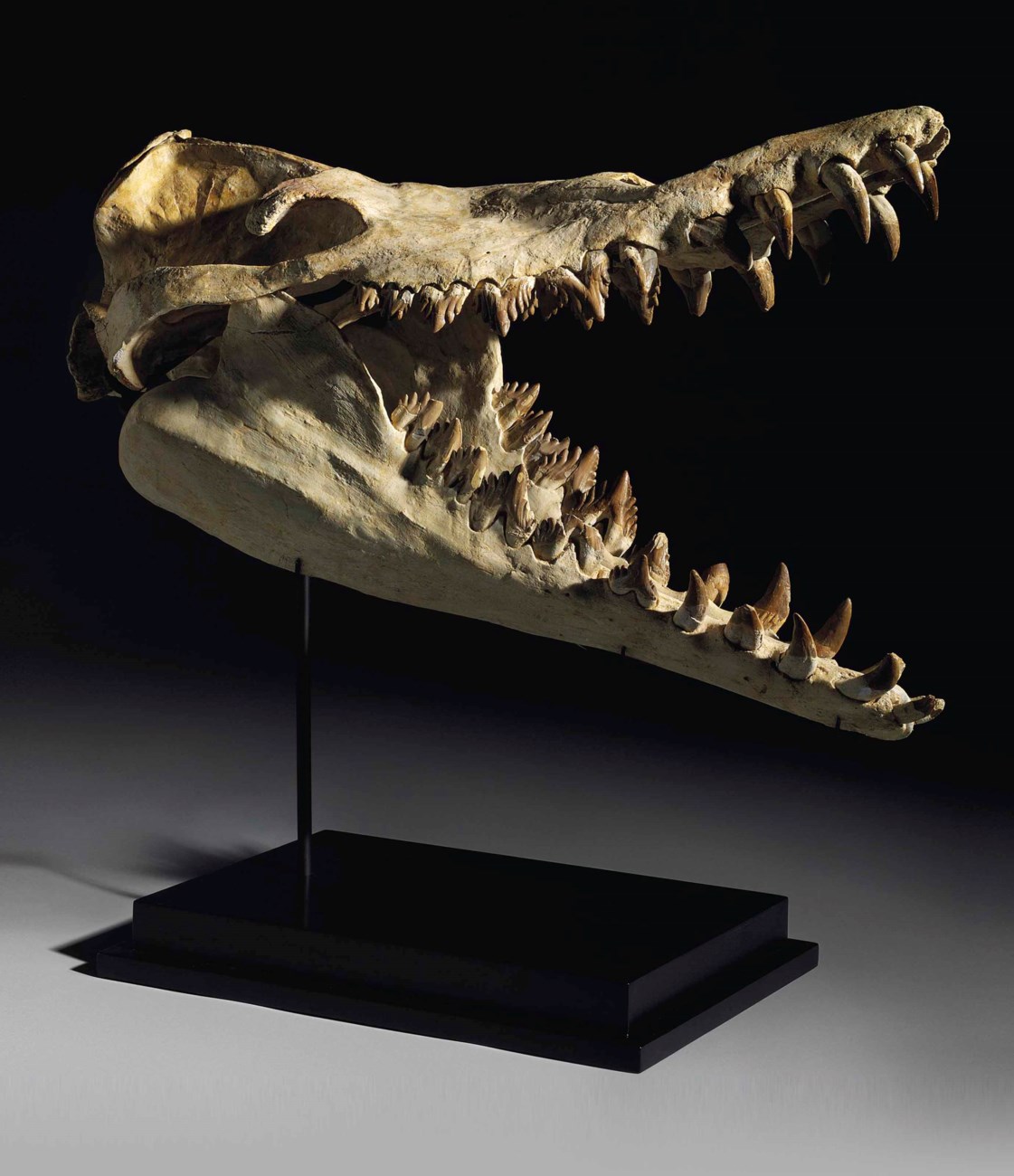 THE SKULL OF A BASILOSAURUS, ALABAMA, USA | Christie's