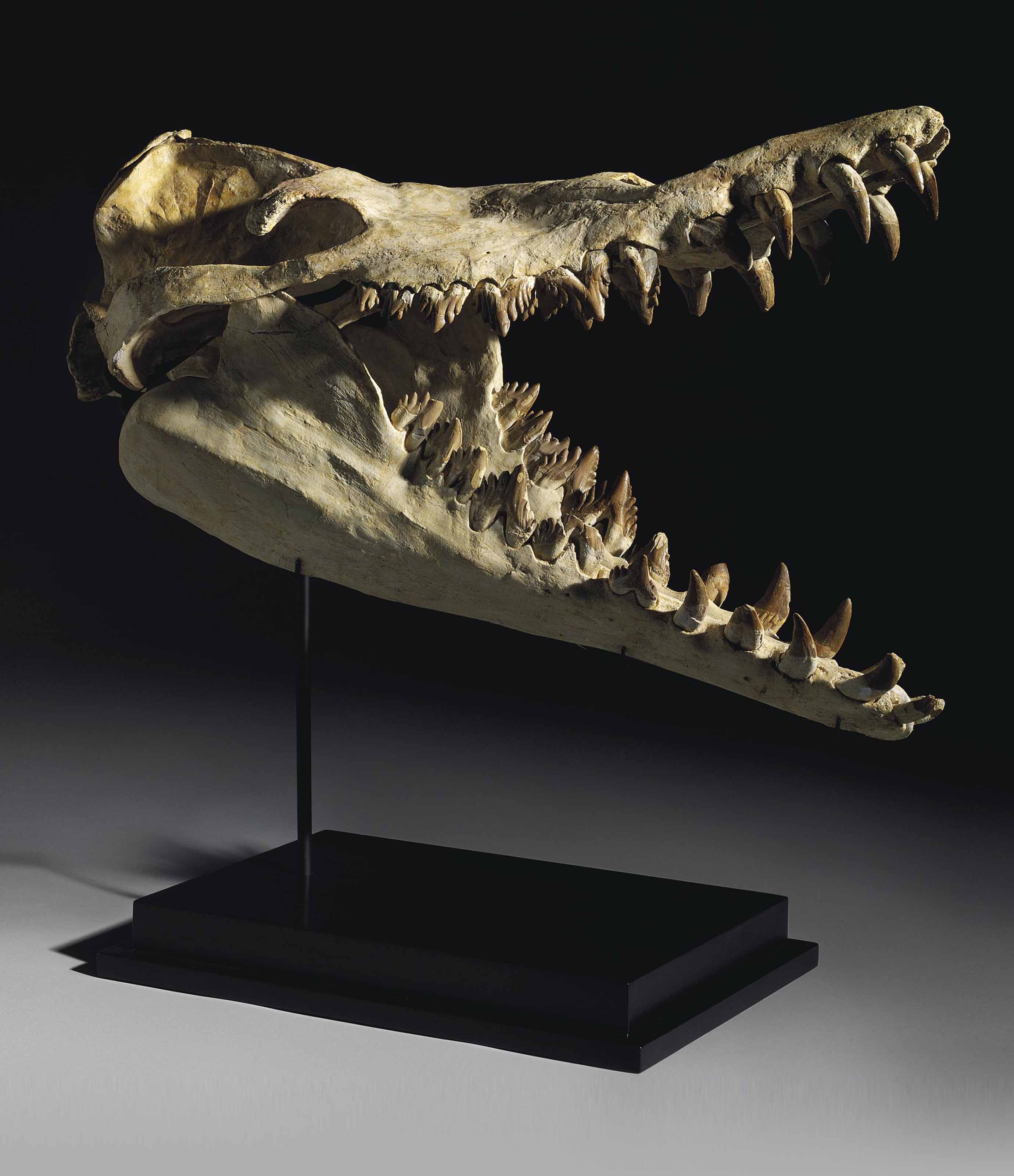 basilosaurus skeleton museum