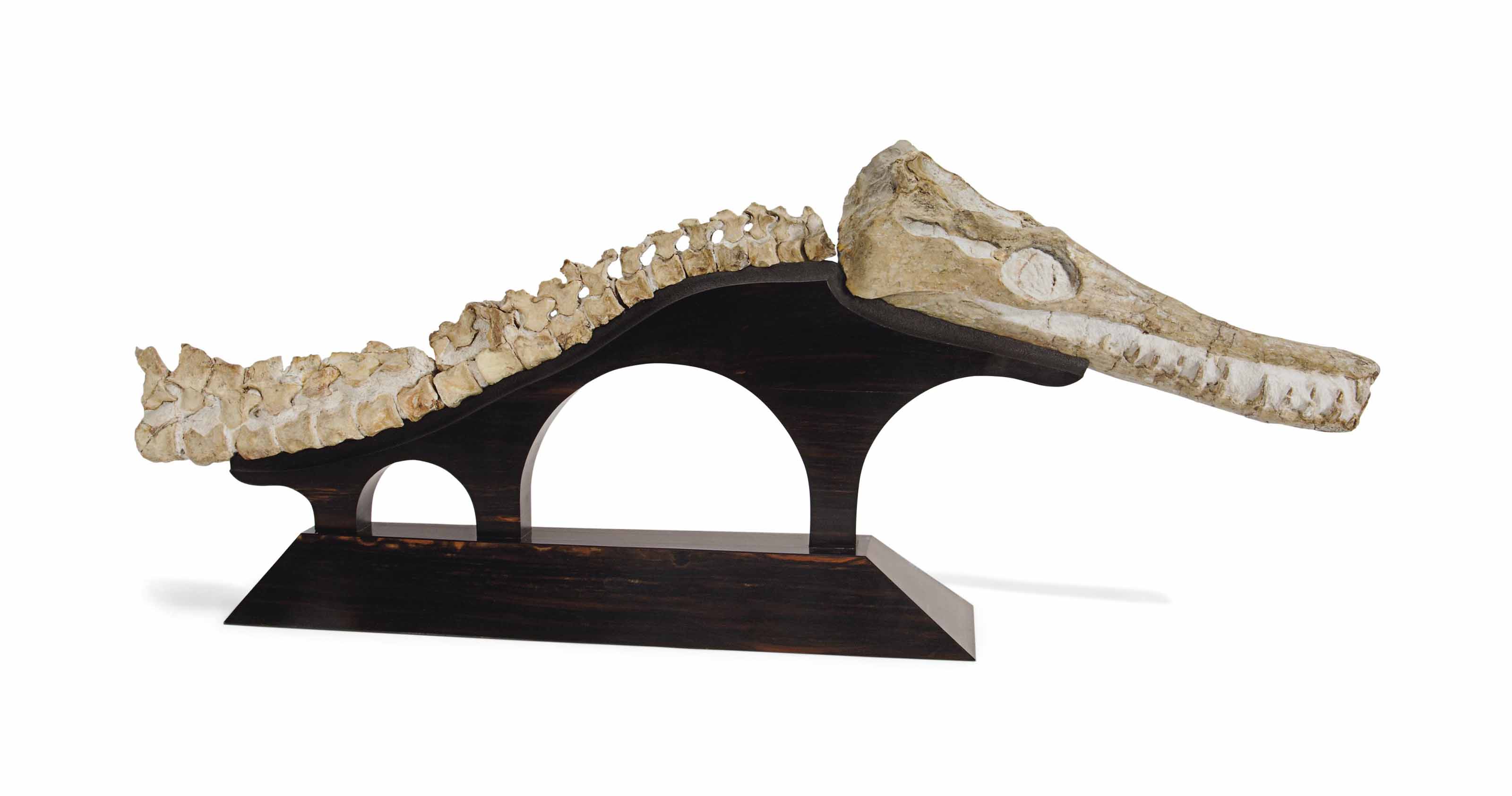 basilosaurus skull size