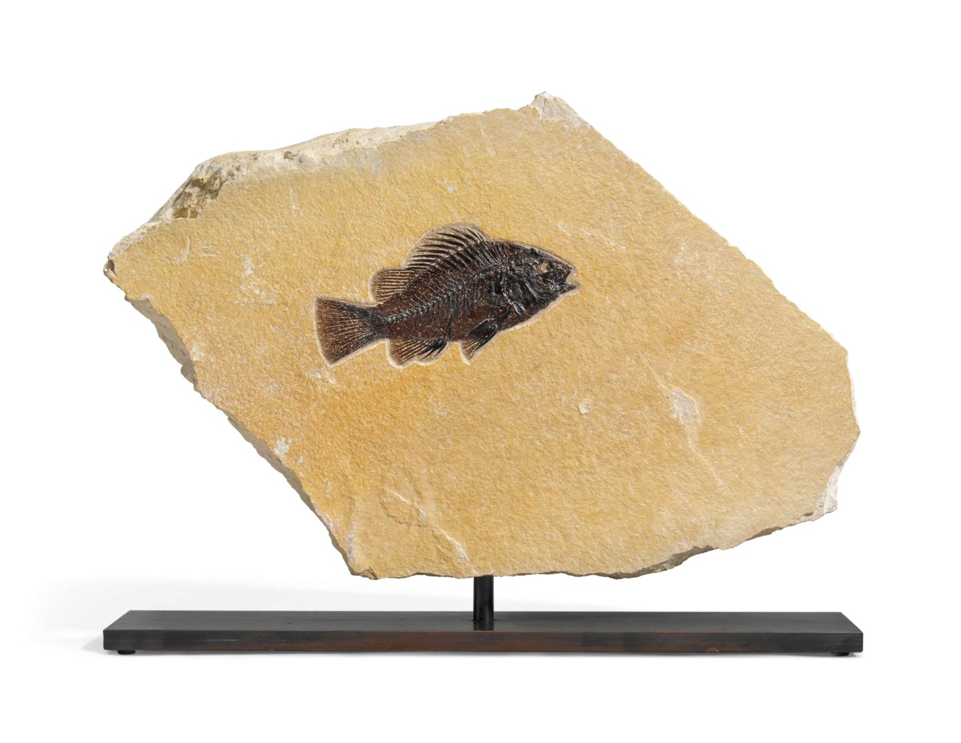 A DOUBLE-SIDED FISH PLAQUE, GREEN RIVER, WYOMING | Christie's