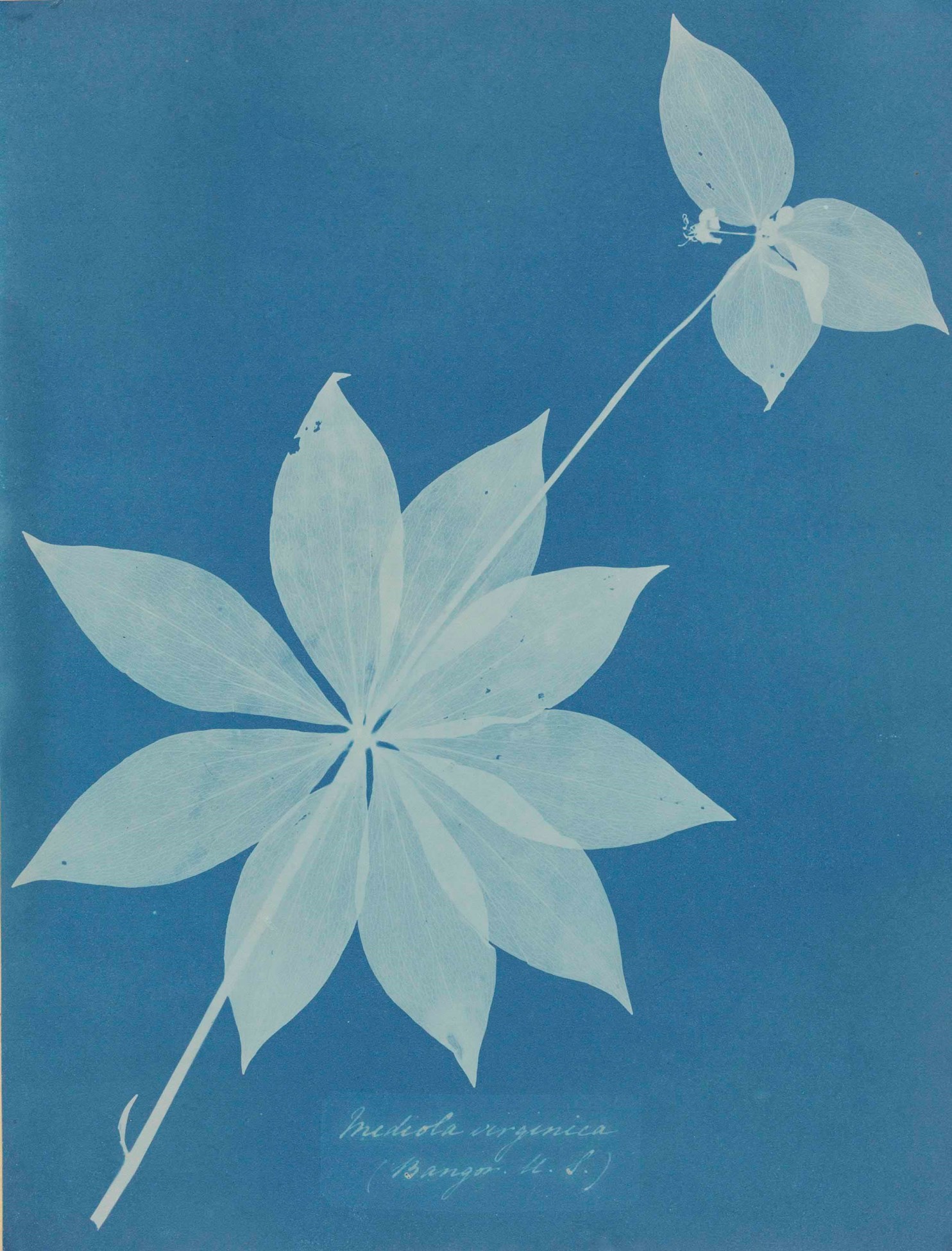 ANNA ATKINS (1799-1871), Mediola Arginica (Bangor, US), 1852-1854 ...