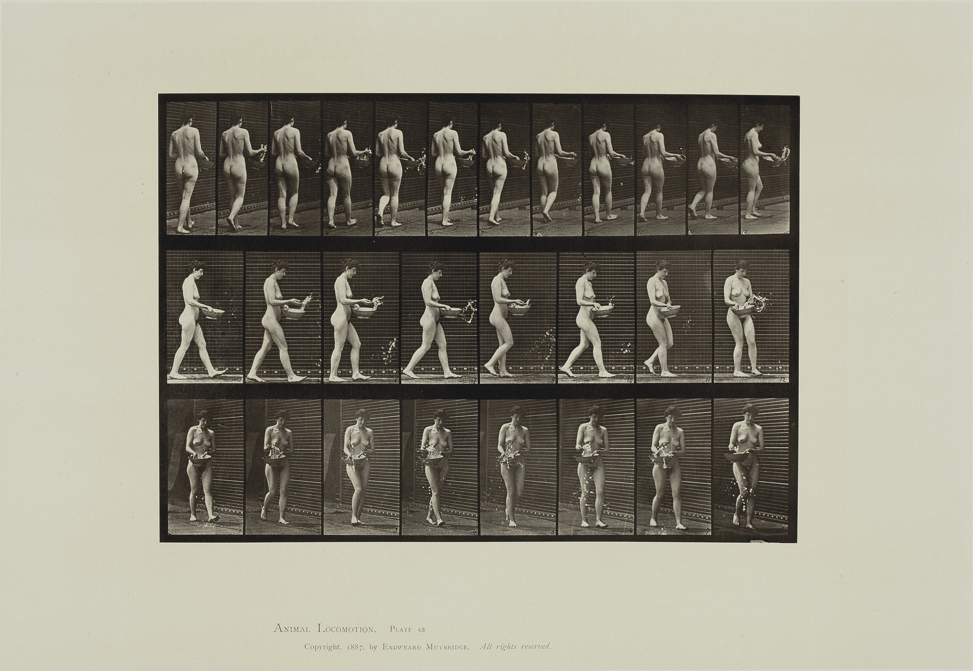 EADWEARD MUYBRIDGE (1830-1904) , Animal Locomotion, 1887 | Christie's