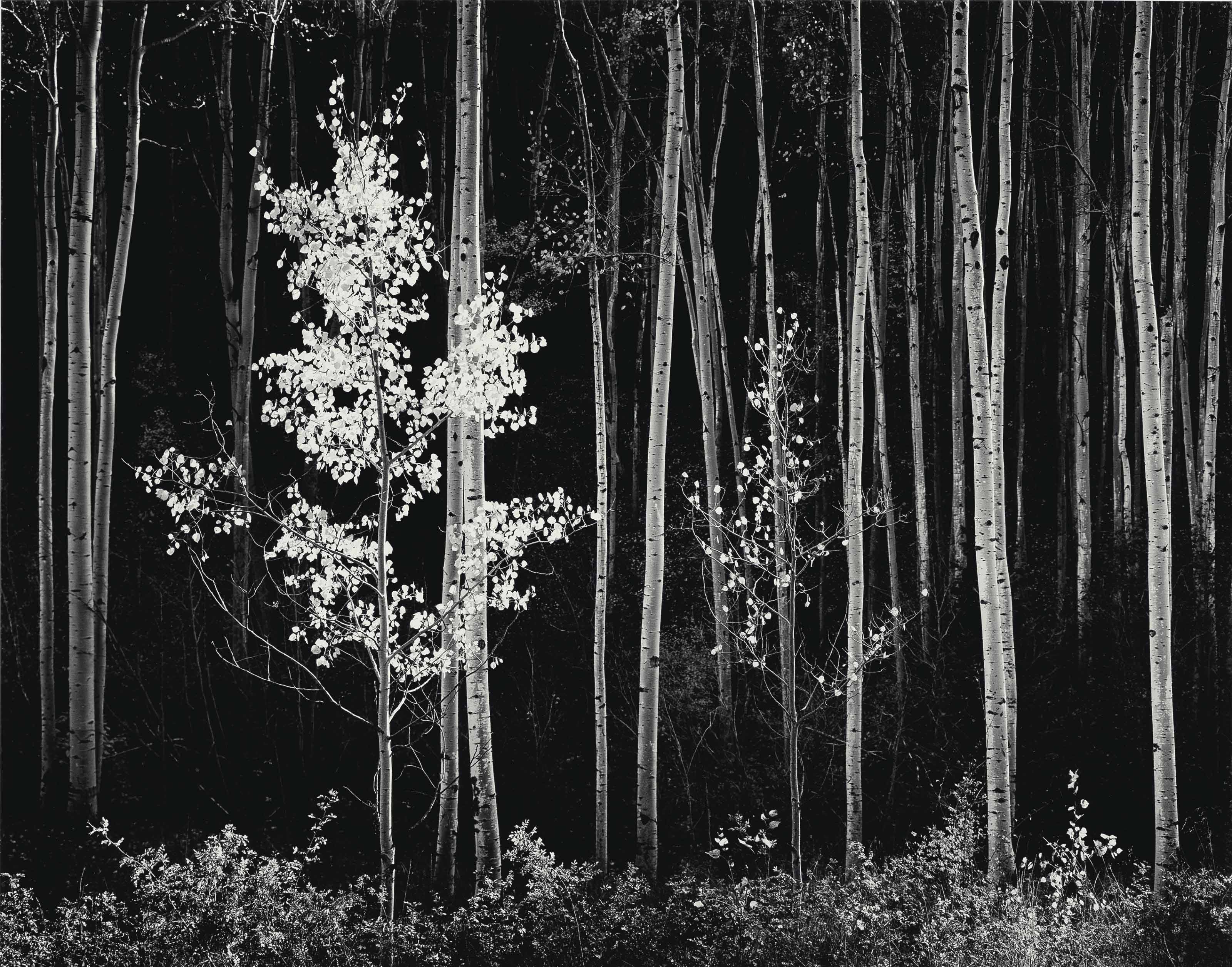 ANSEL ADAMS (1902-1984) , Aspens, Northern New Mexico, 1958 | Christie's