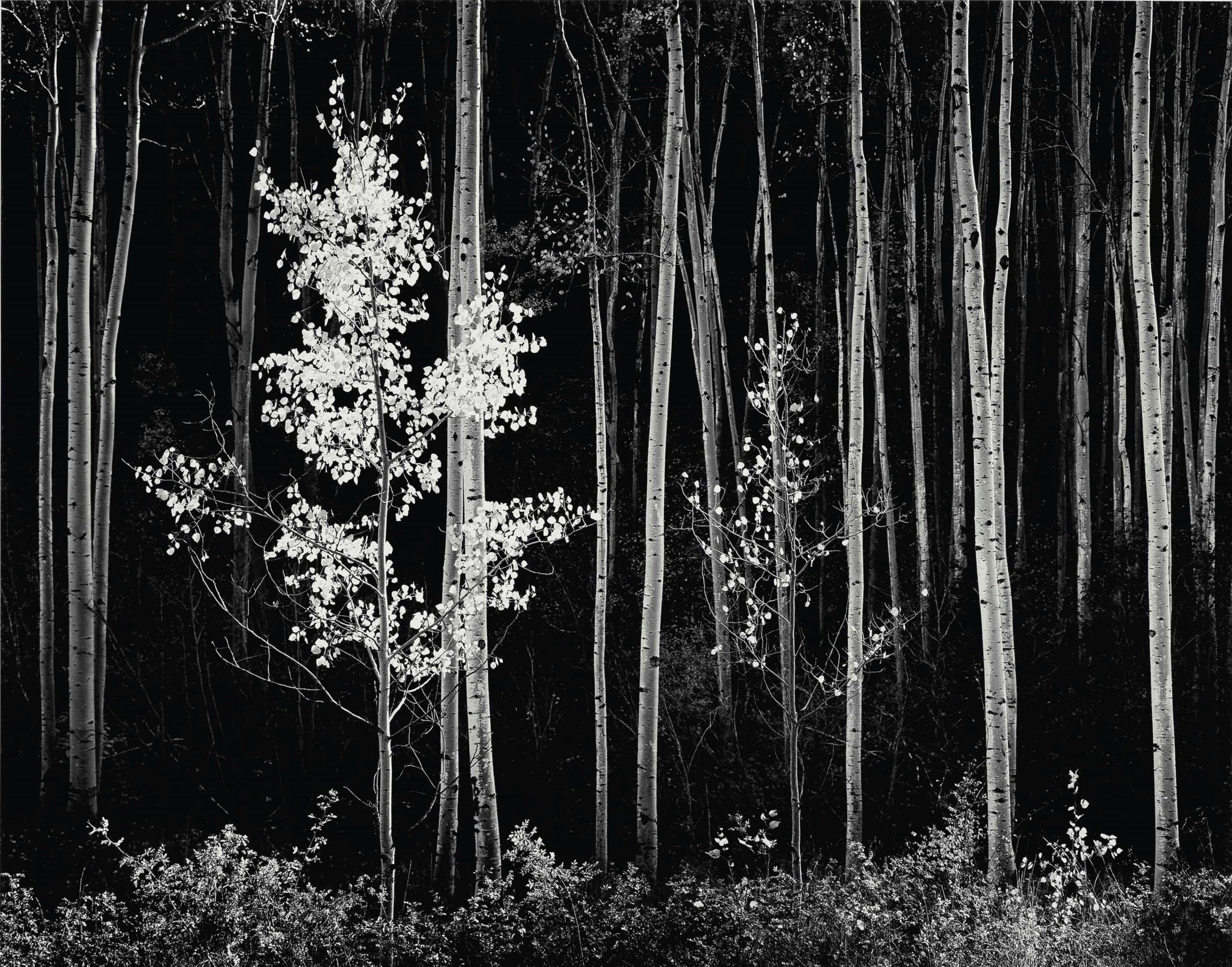 ANSEL ADAMS (1902-1984)