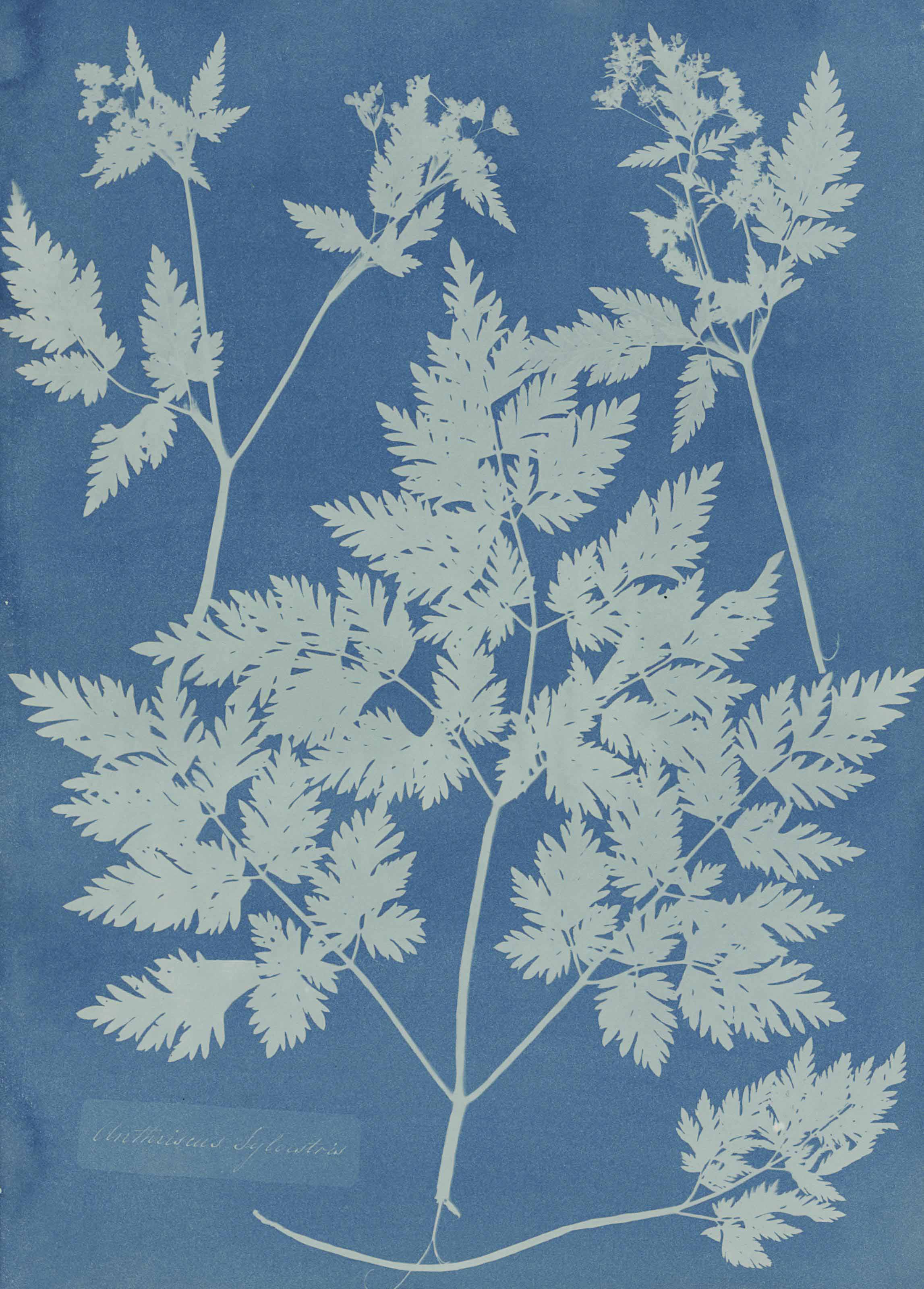 Anna Atkins (1799-1871)