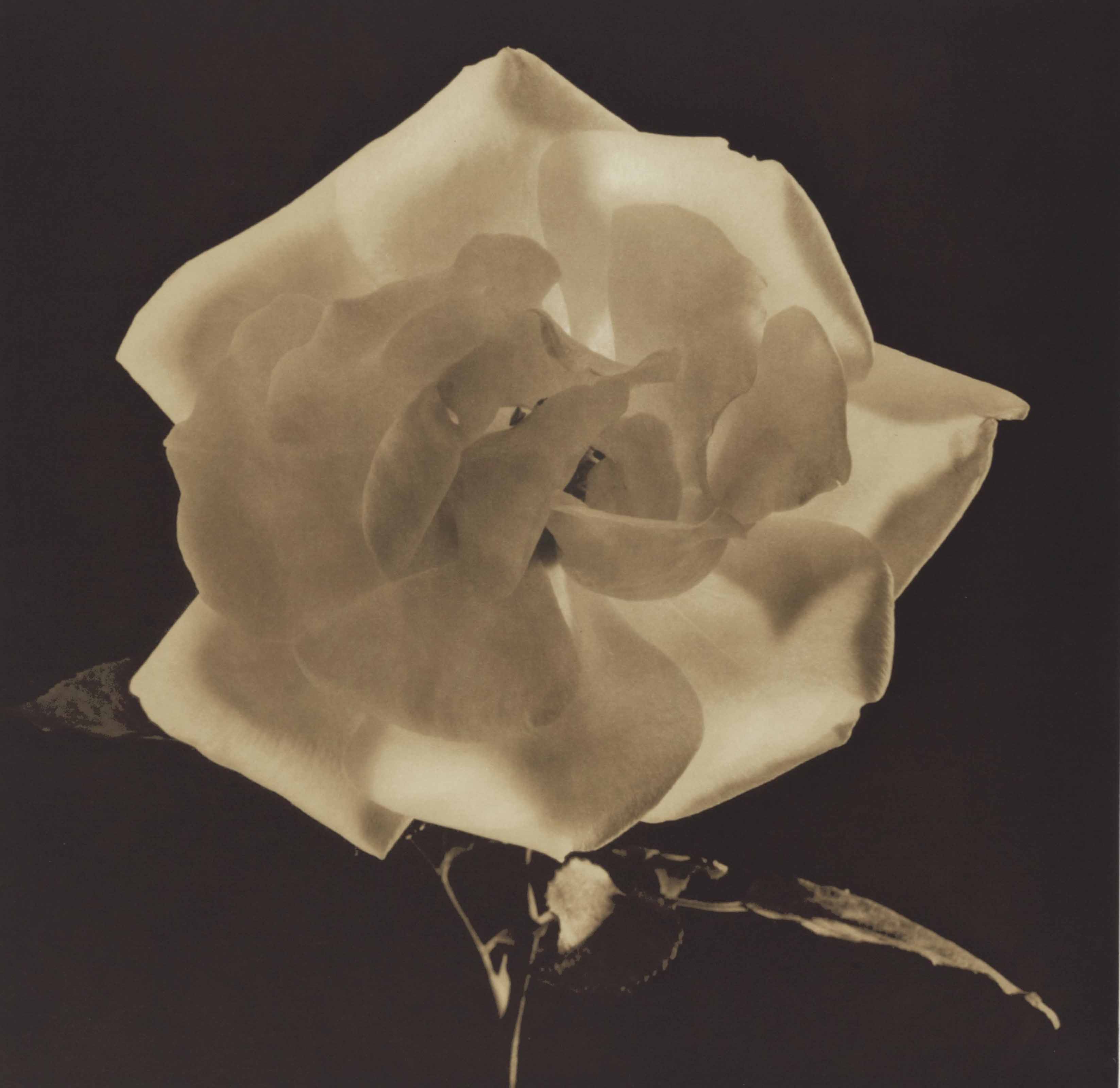 Robert Mapplethorpe Flowers