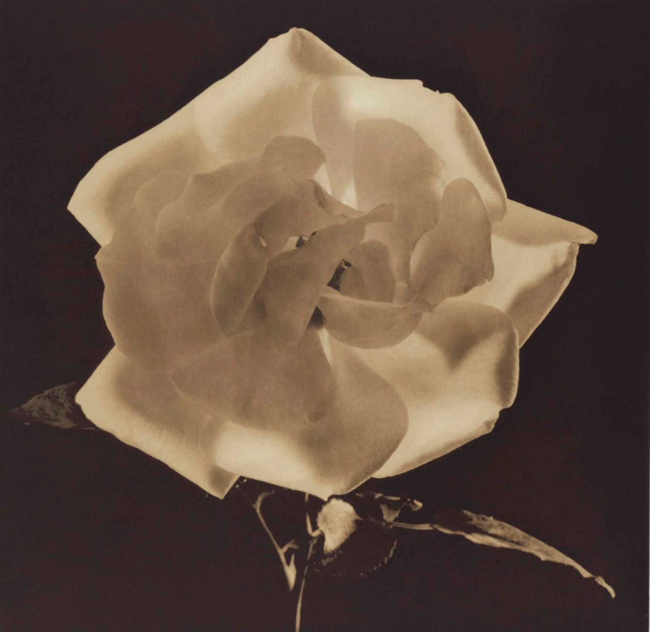 Robert Mapplethorpe (1946-1989), Dark Sepia Rose from Flowers, 1988 ...