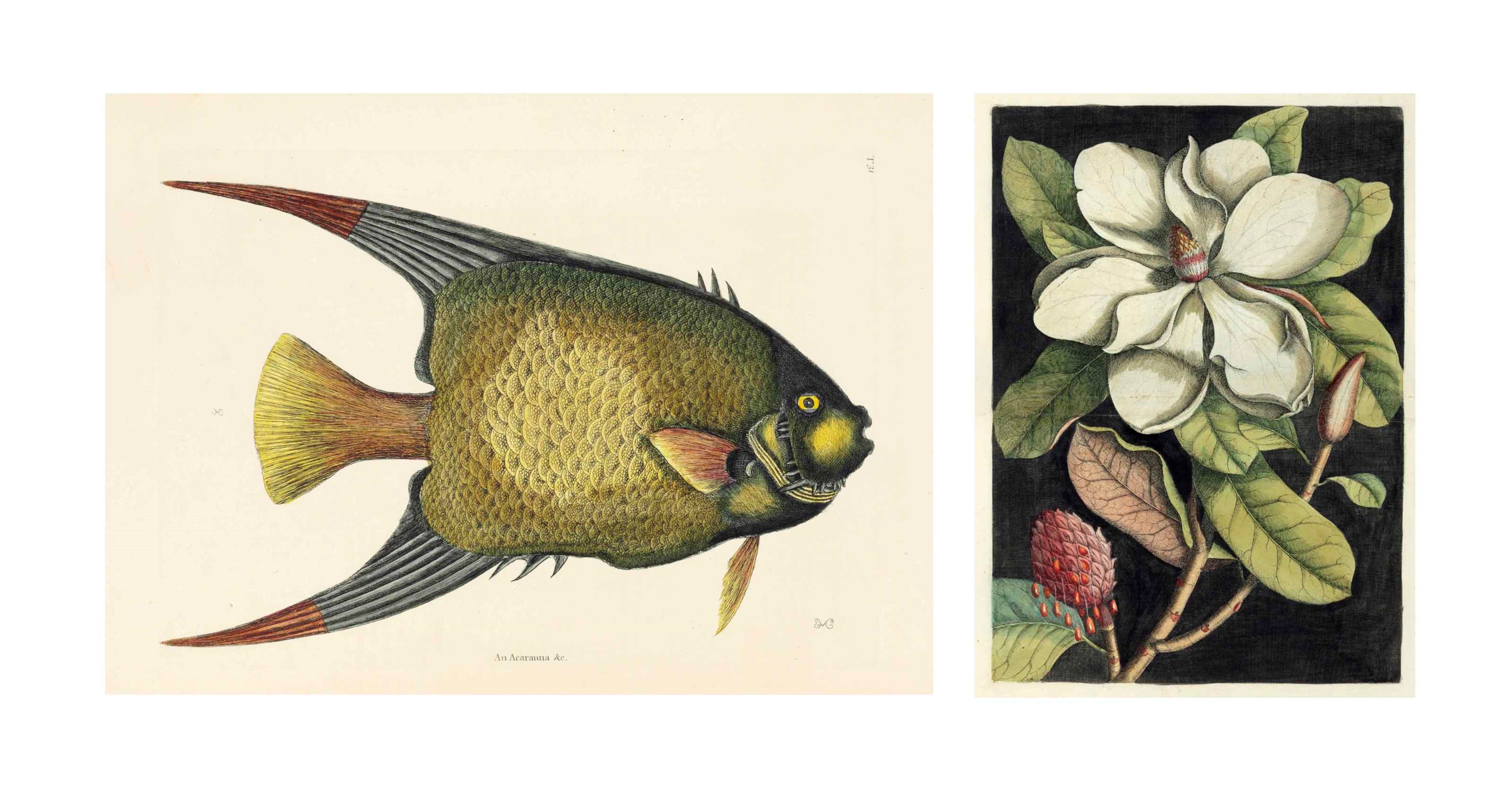 CATESBY, Mark (?1679-1749). The Natural History of Carolina, Florida ...