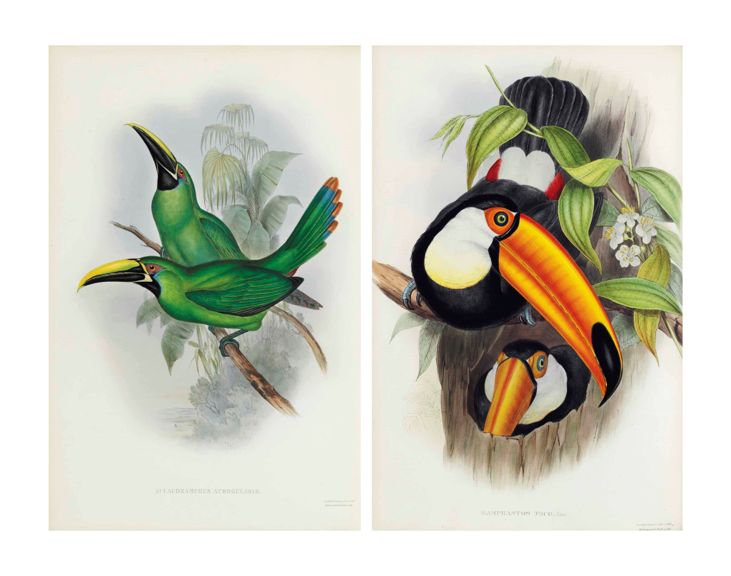 GOULD, John (1804-1881). A Monograph of the Ramphastidae, or Family of ...