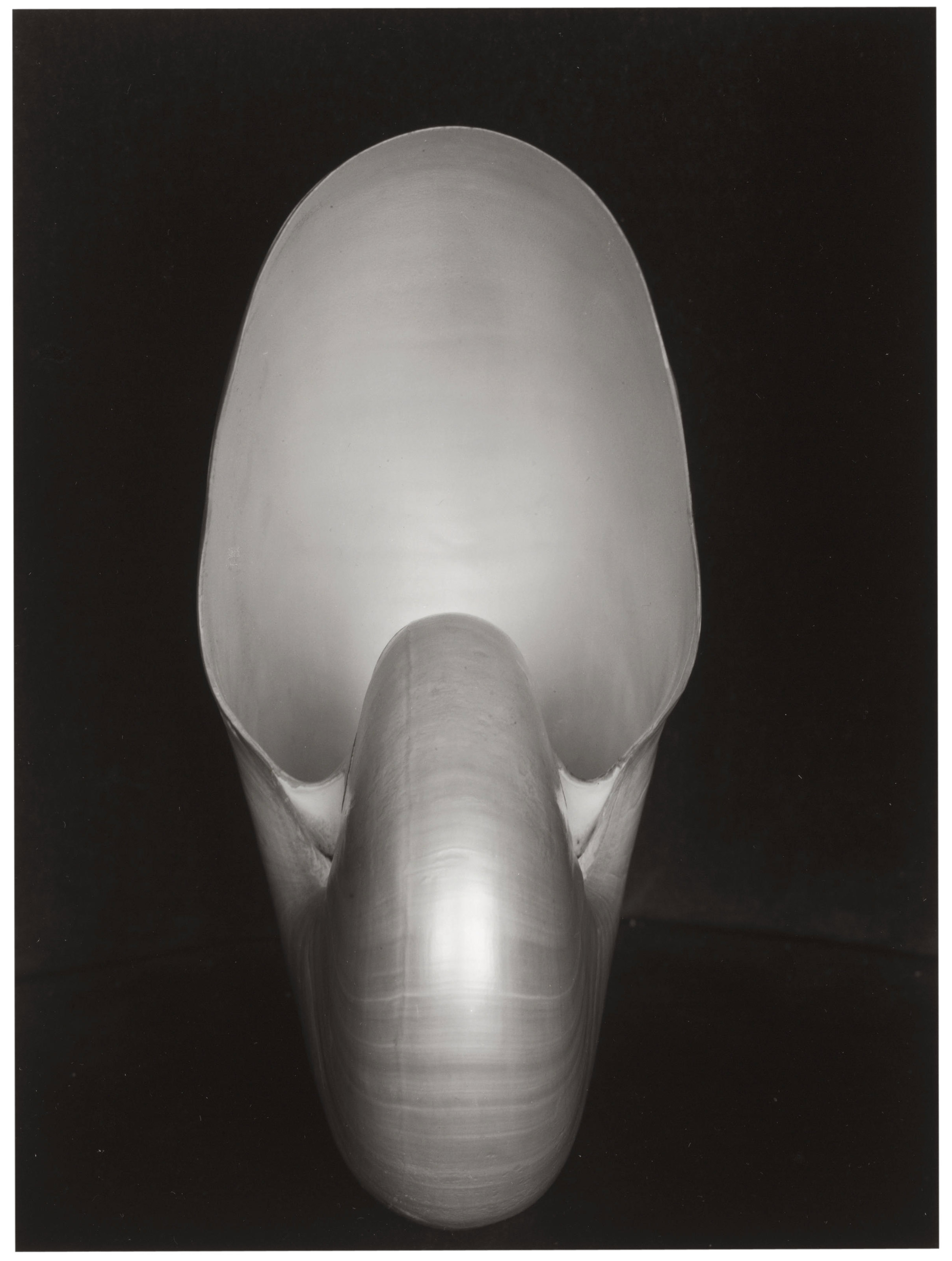 Shell, 1927, EDWARD WESTON (1886-1958) | Christie’s