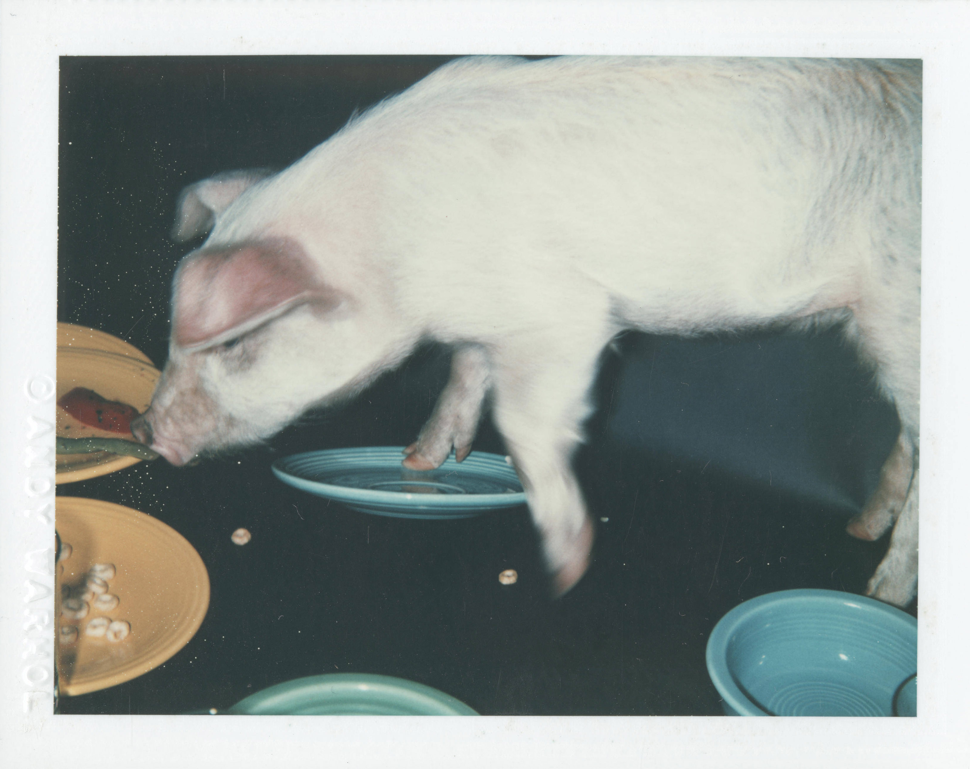 Fiesta Pig, ANDY WARHOL (1928-1987) | Christie’s