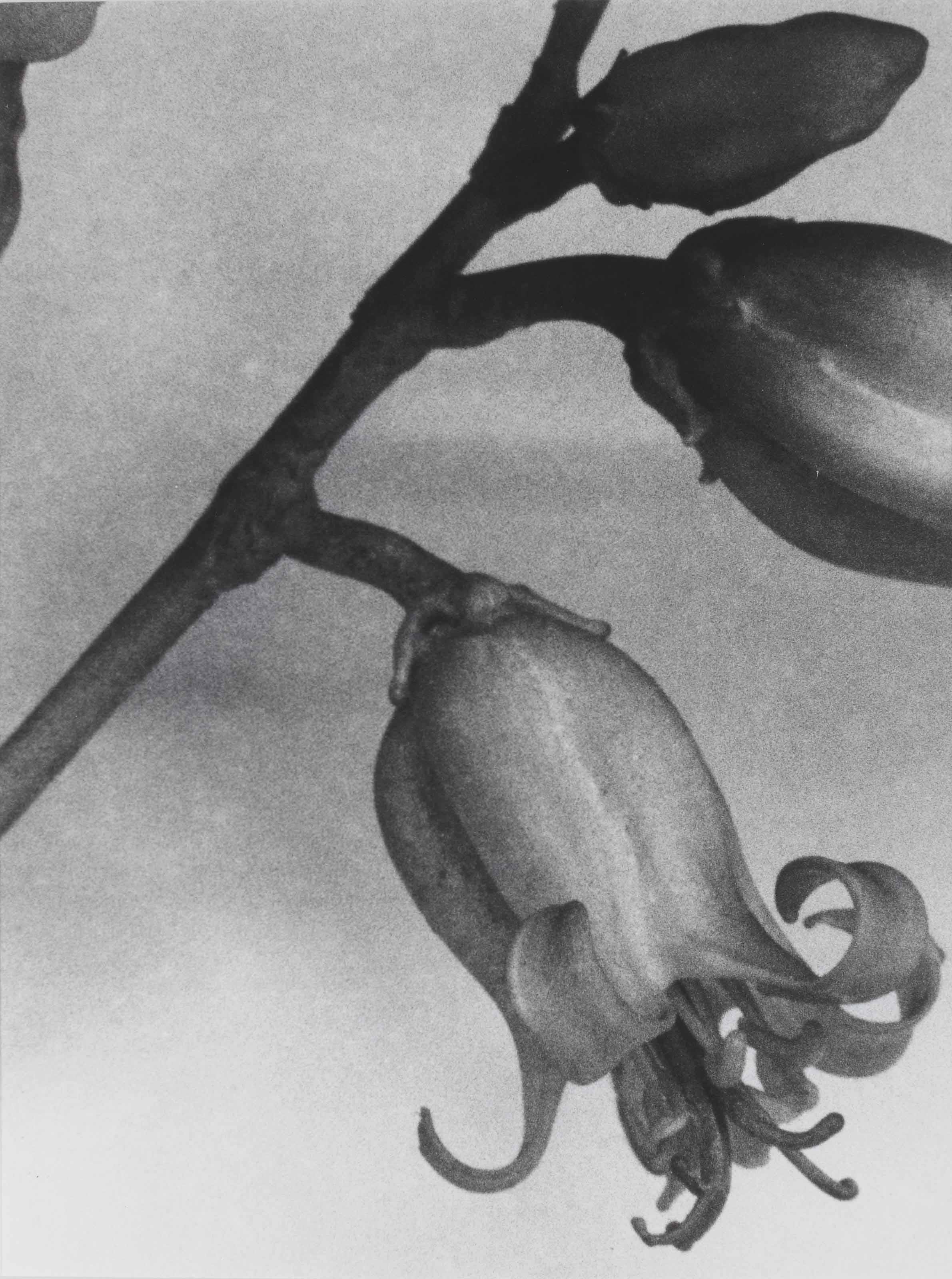 Christopher Williams (b. 1956)