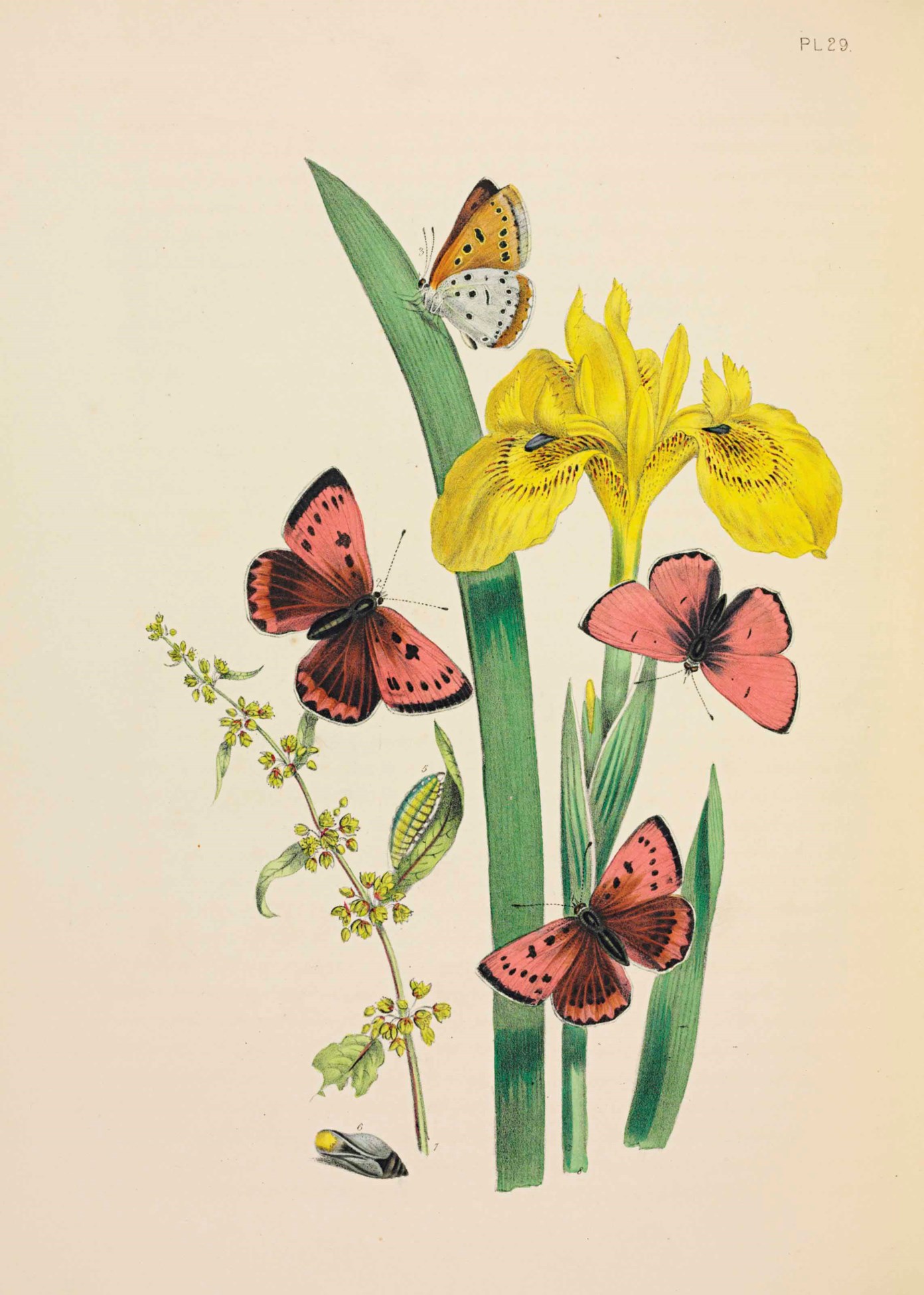 HUMPHREYS, Henry Noel (1810-79) & John Obadiah WESTWOOD (1805-93 ...