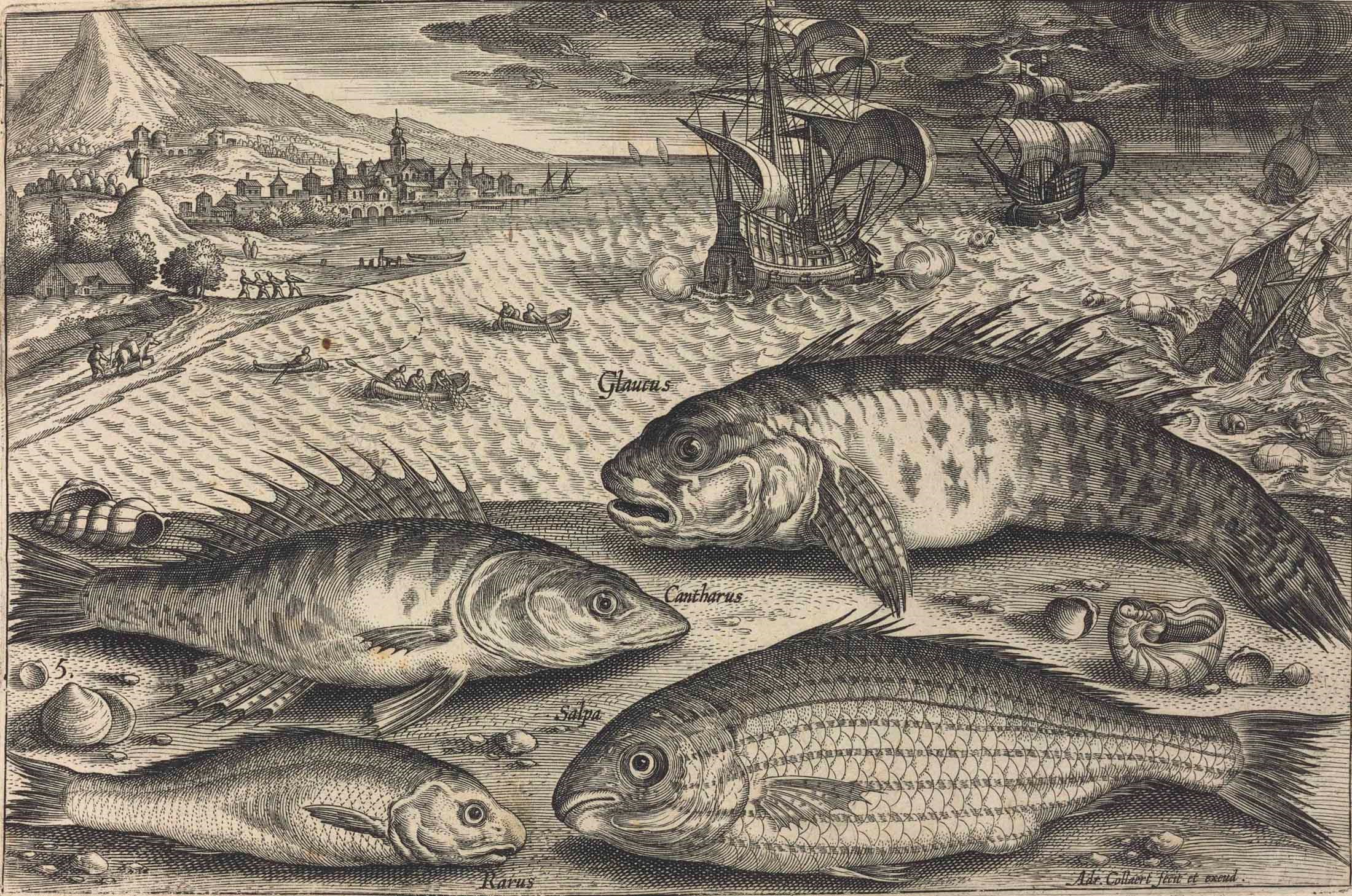 COLLAERT, Adrian (1560-1618). Piscium vivae icones. [Antwerp: n.p., c ...