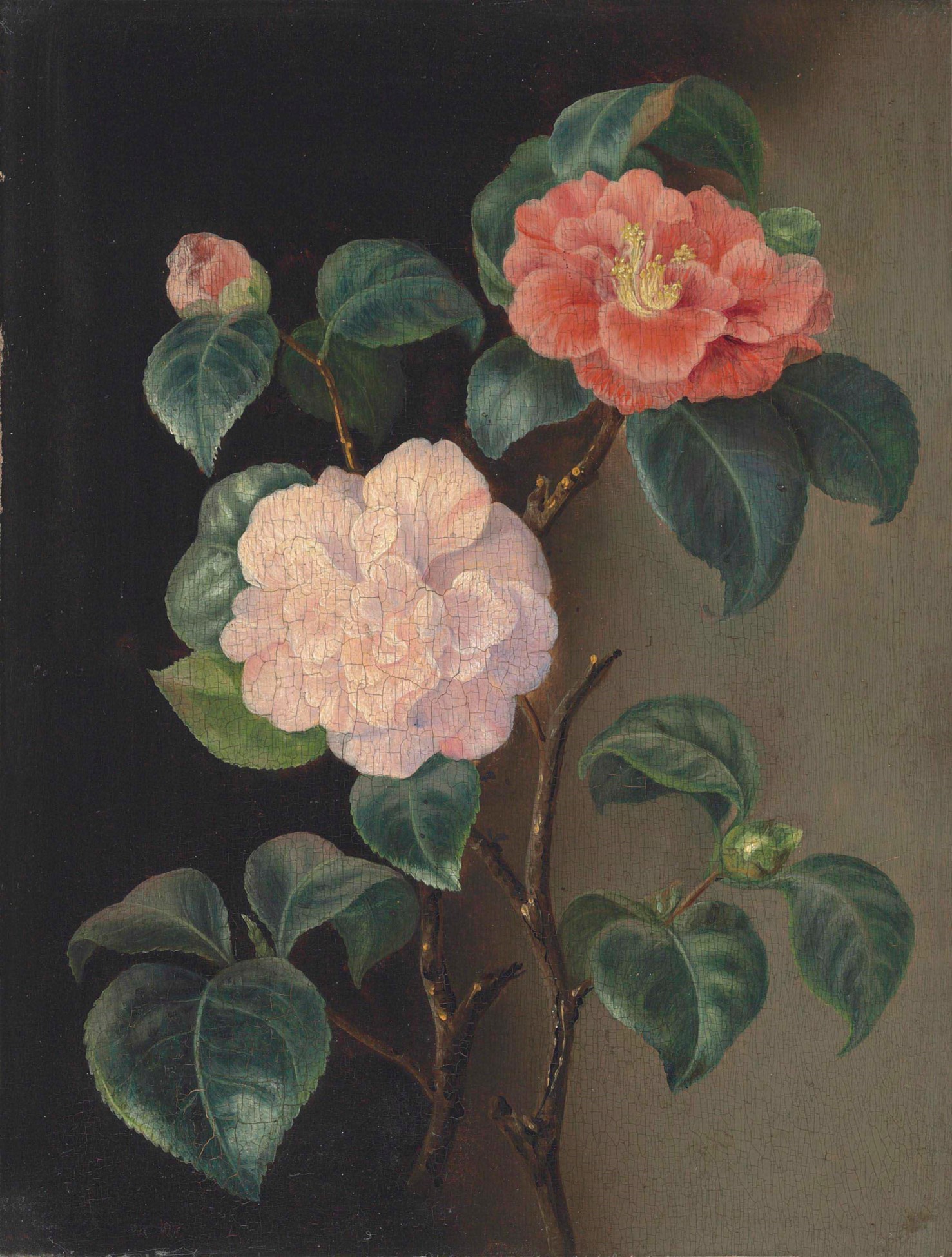 Circle of Pierre-Joseph Redouté (Saint-Hubert, Luxembourg 1759-1840 ...