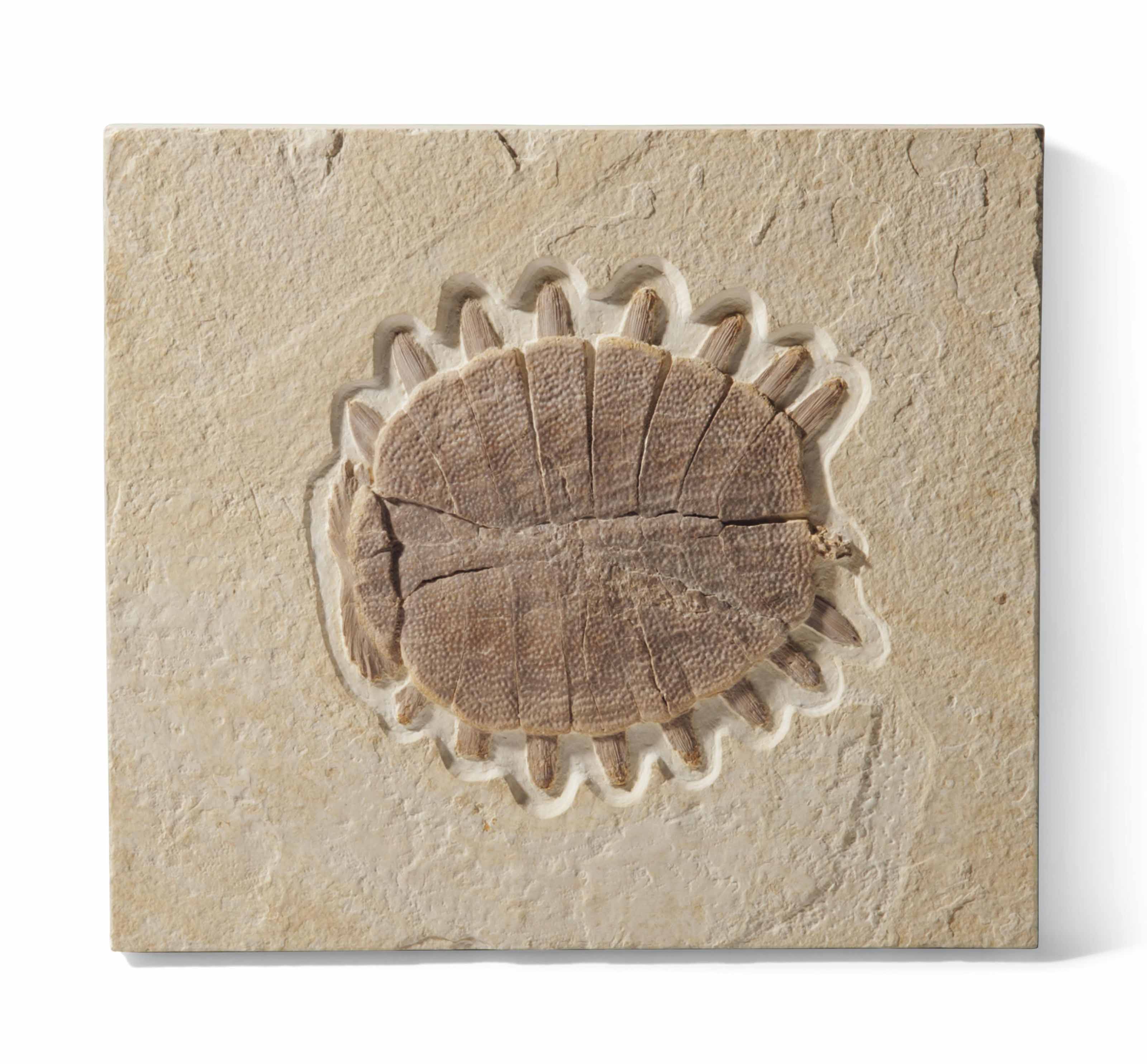 A RARE FOSSIL TURTLE SHELL , GREEN RIVER, WYOMING | Christie's