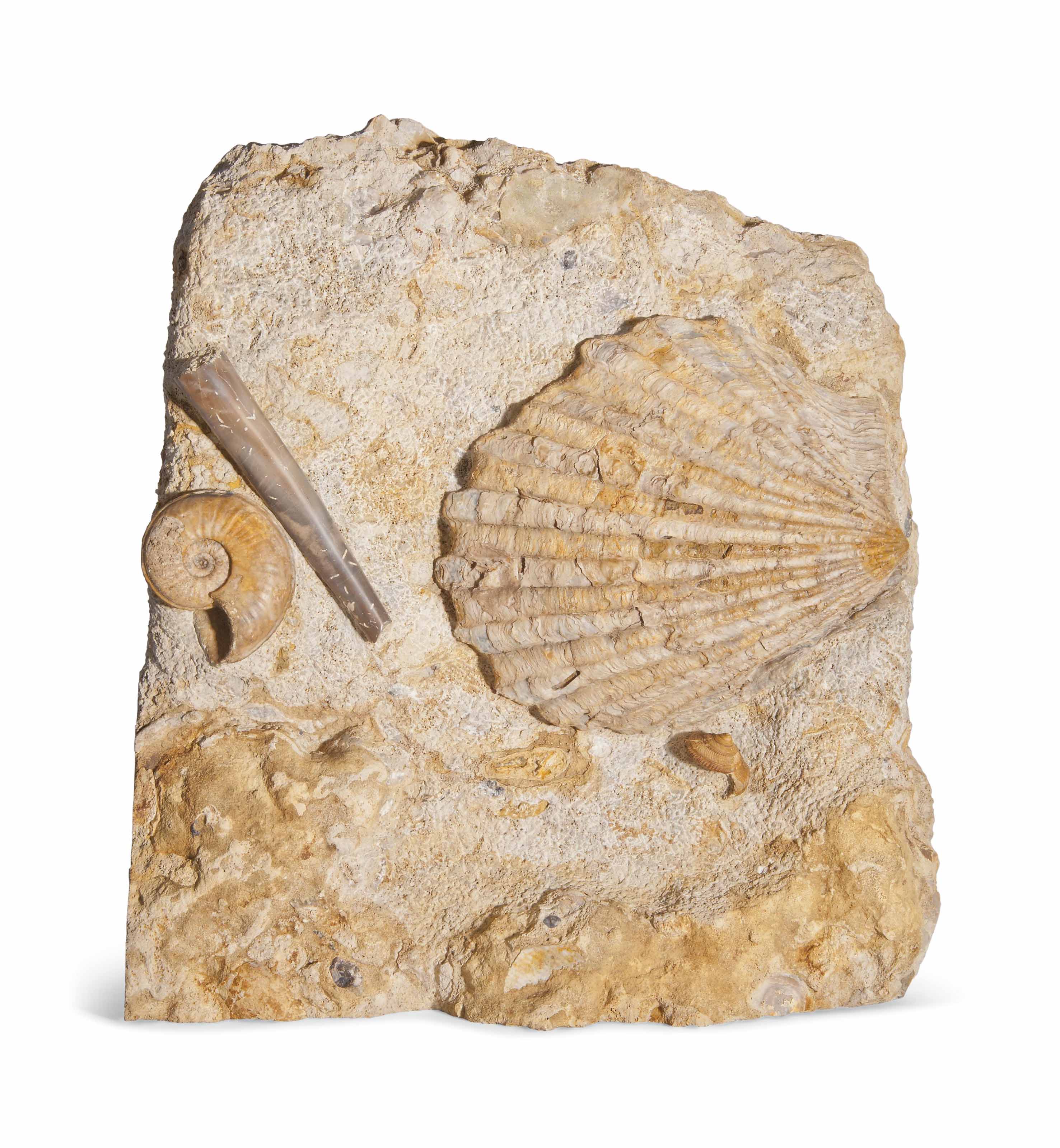 AN ENGLISH FOSSIL SEA BED GROUP