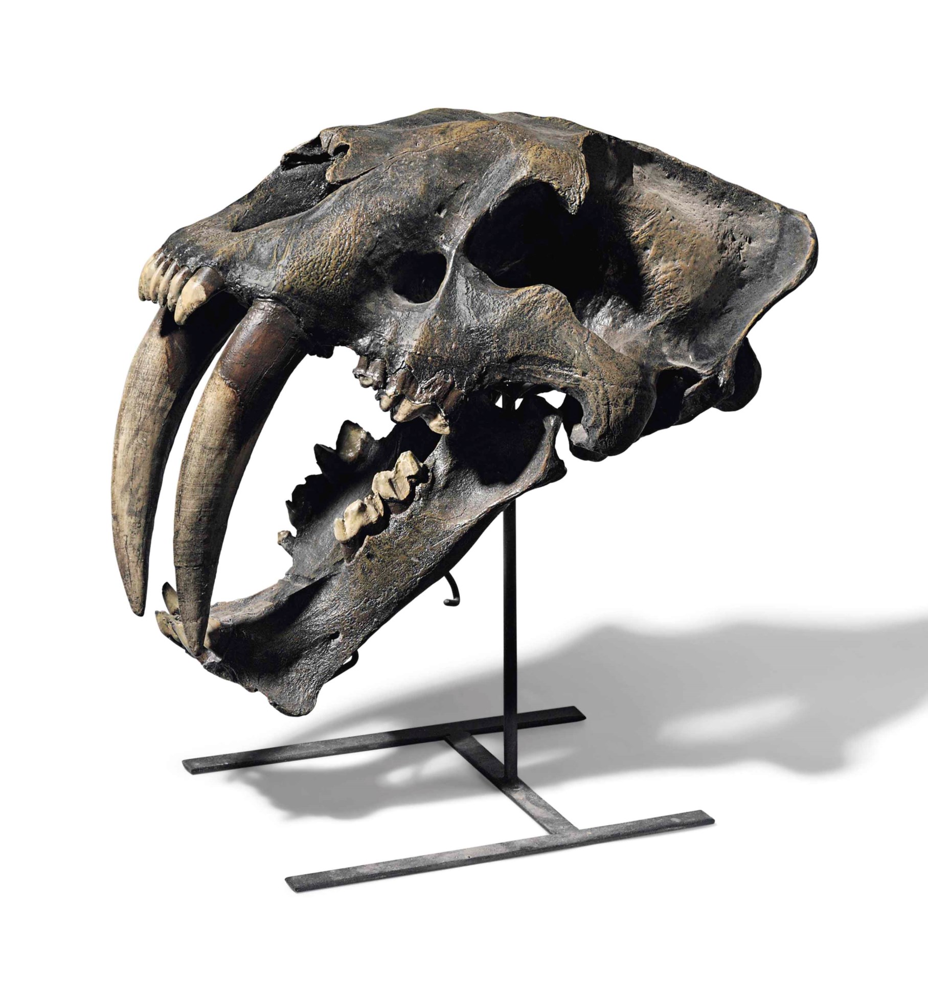 CAST OF A SABER-TOOTH TIGER SKULL, MODERN | Christie's