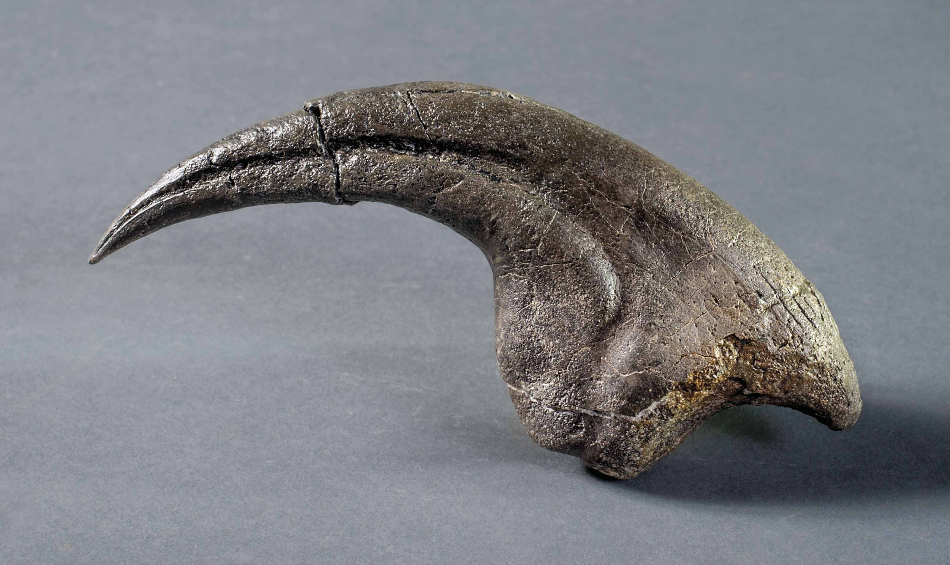 Replica Allosaurus Hand Claw