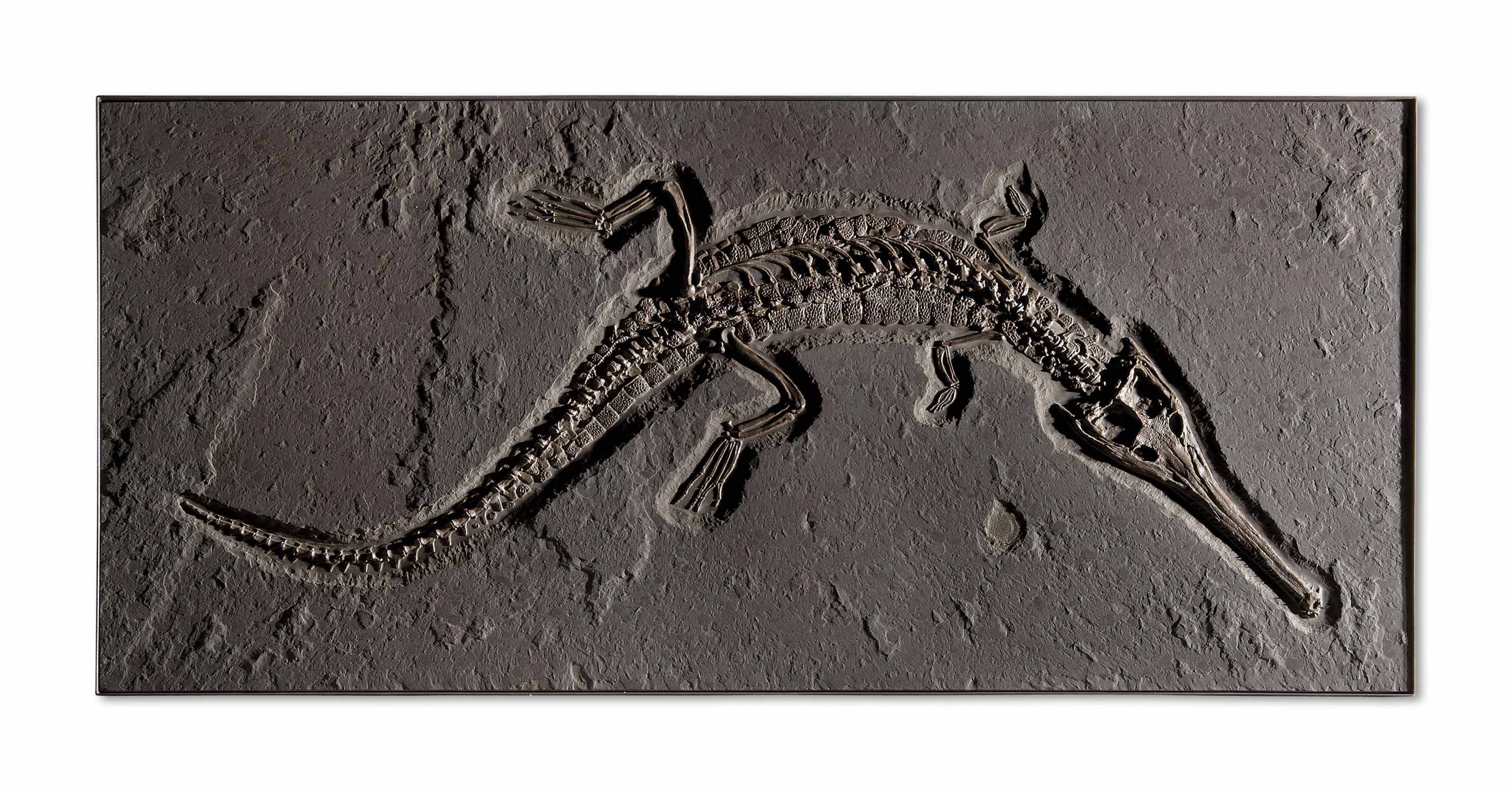 fossil crocodile