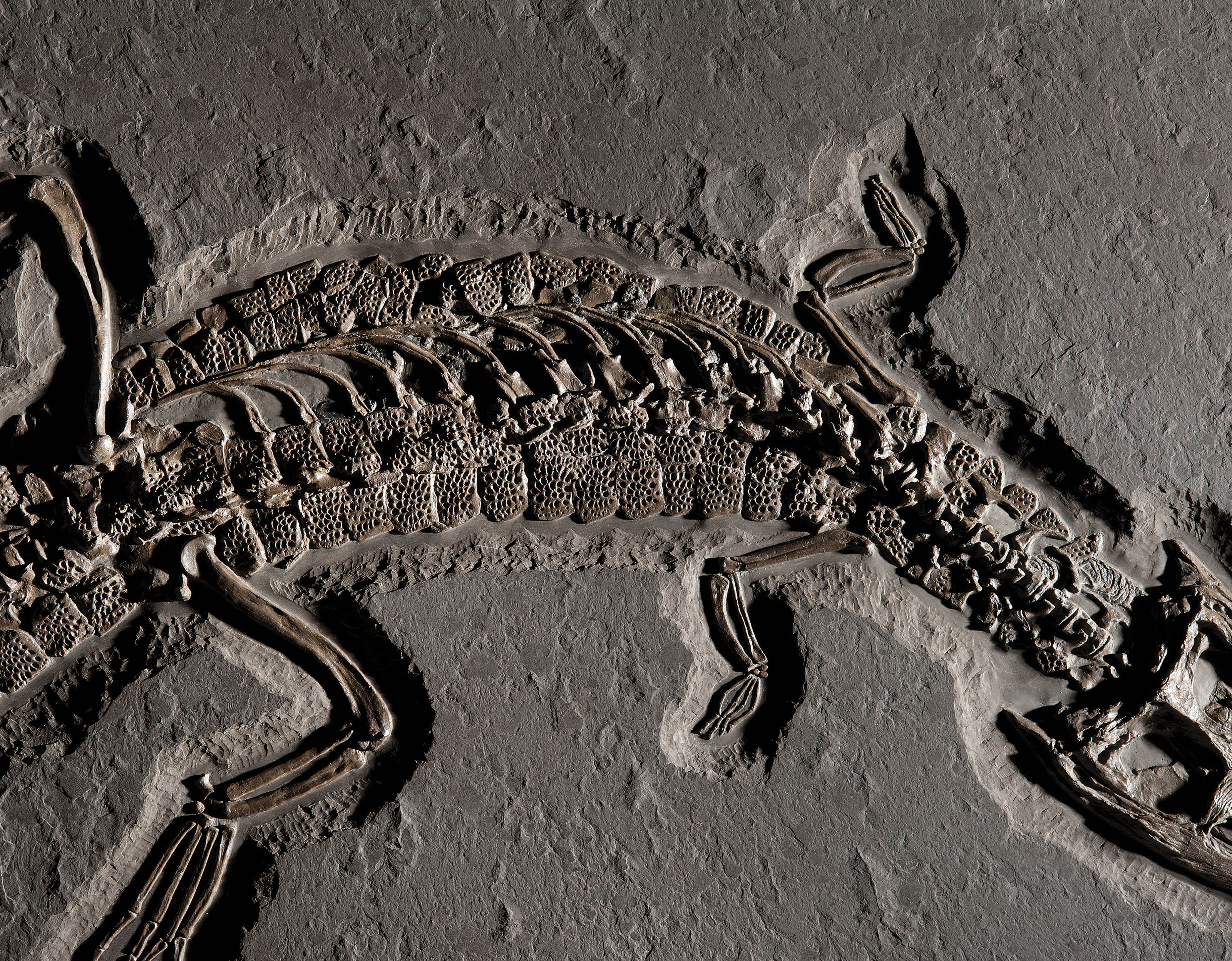 A VERY LARGE FOSSIL CROCODILE , GERMANY | Christie's