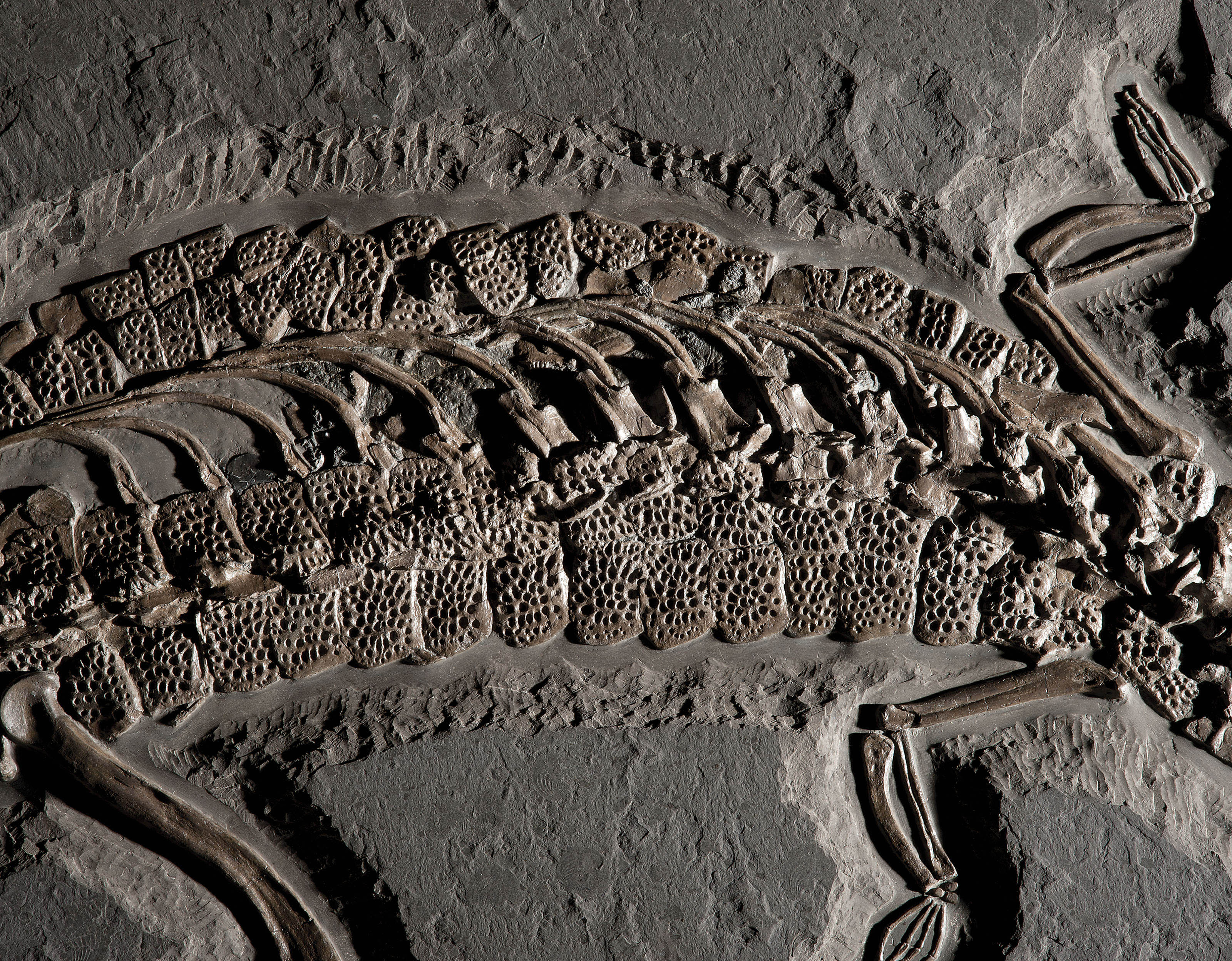 A VERY LARGE FOSSIL CROCODILE , GERMANY | Christie's
