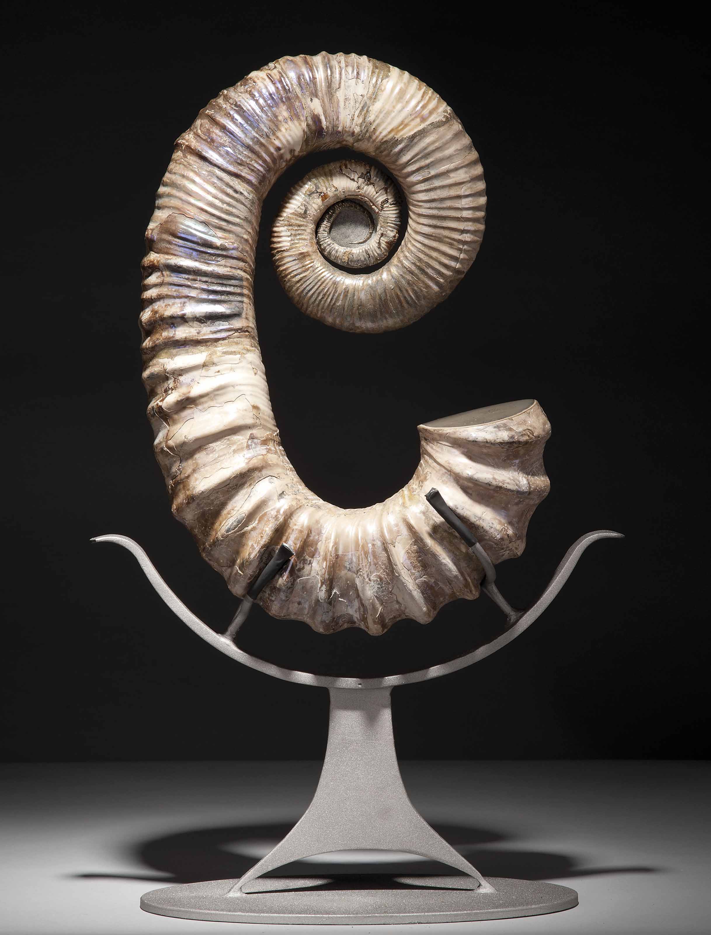 A LARGE UNCOILED HETEROMORPH AMMONITE , VOLGA RIVER, RUSSIA | Christie's