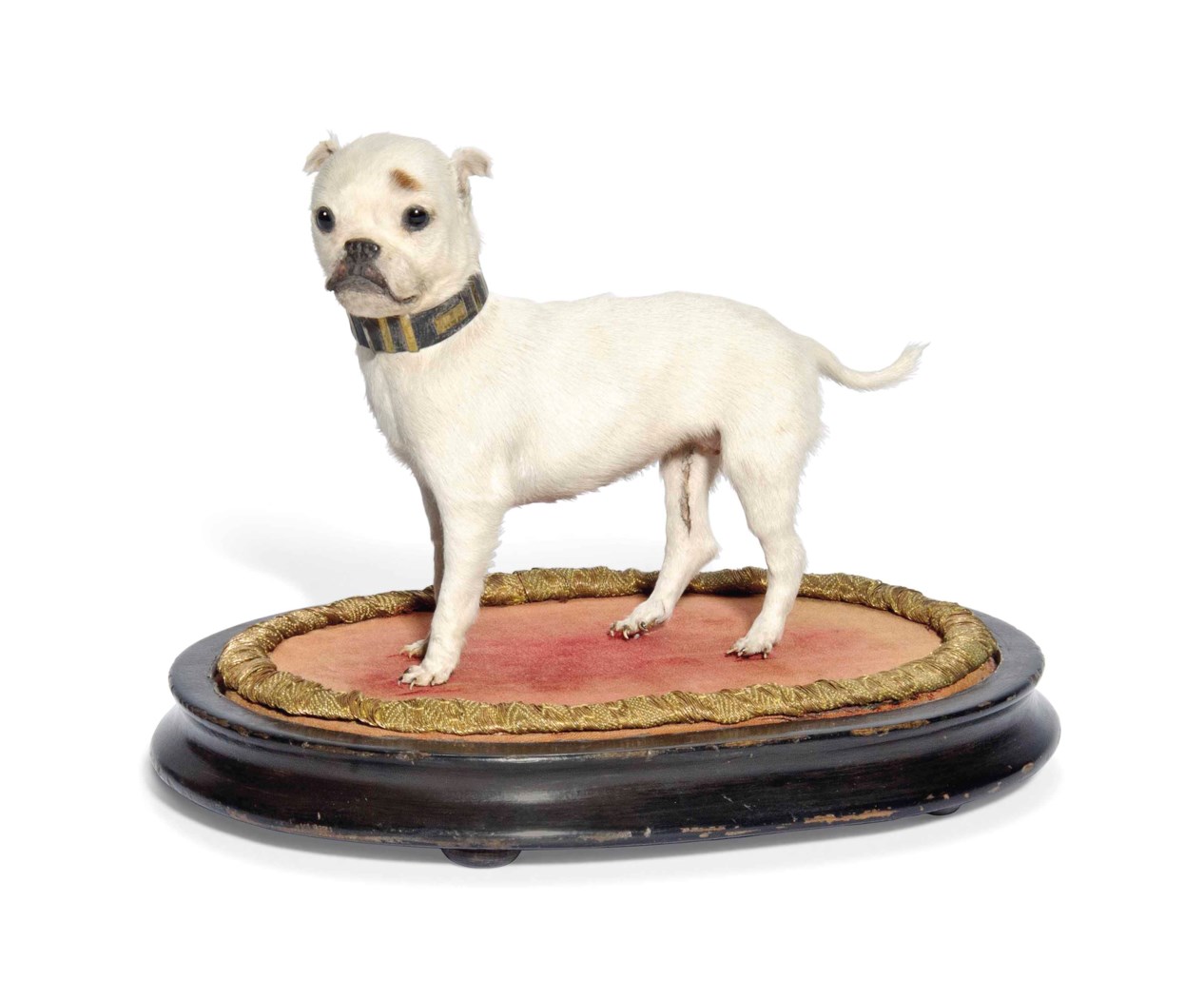 A VICTORIAN TAXIDERMY MINIATURE DOG, PROBABLY A PUG, CIRCA 1880 ...