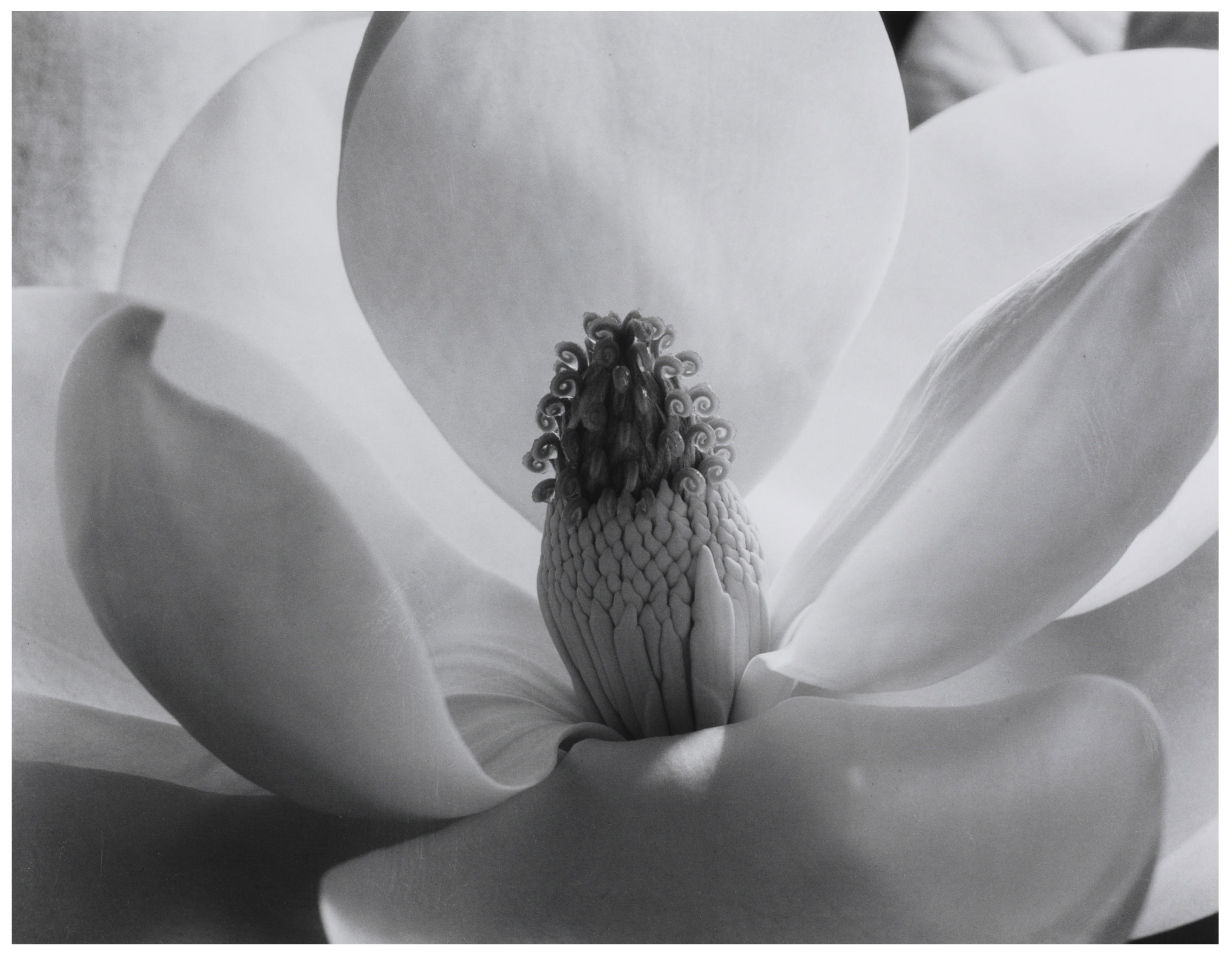 Imogen Cunningham (1883–1976), Magnolia Blossom, 1925 | Christie’s