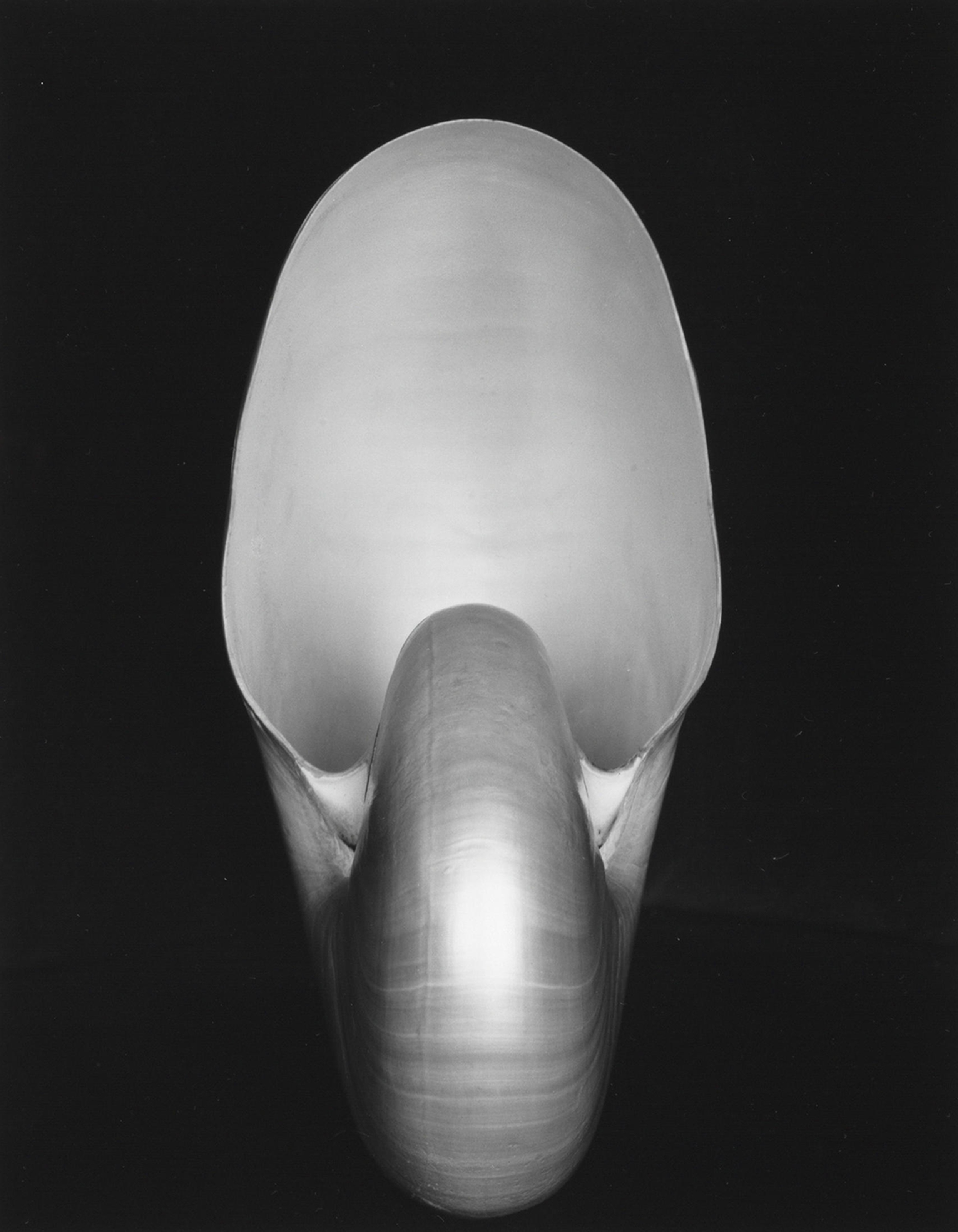 Edward Weston (1886-1958), Shell, 1927 | Christie’s