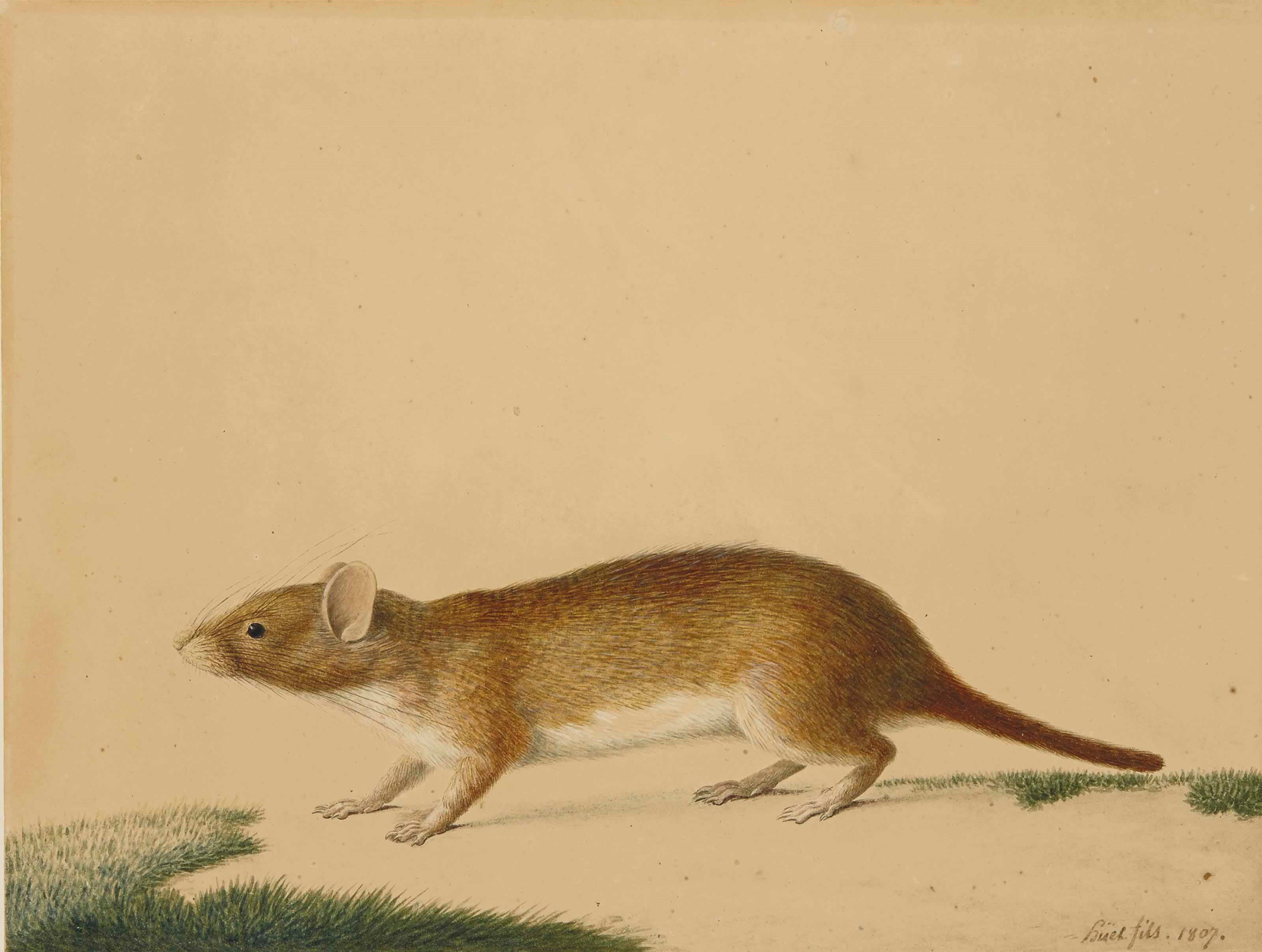 Nicolas Huet (Paris 1770-1830) , A member of the weasel family ...
