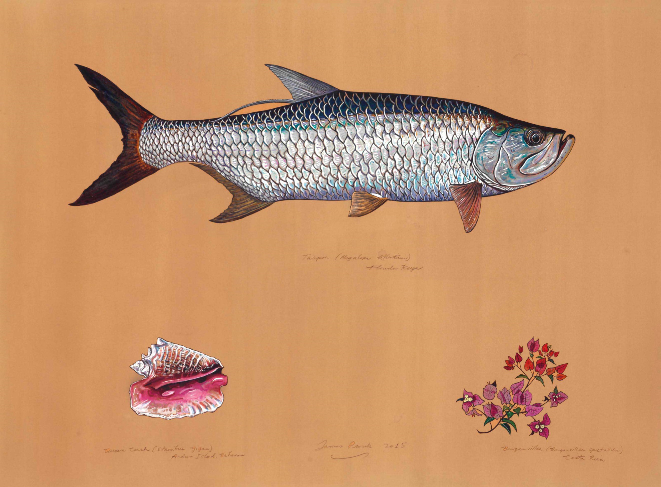 James Prosek (b. 1975), Tarpon | Christie's