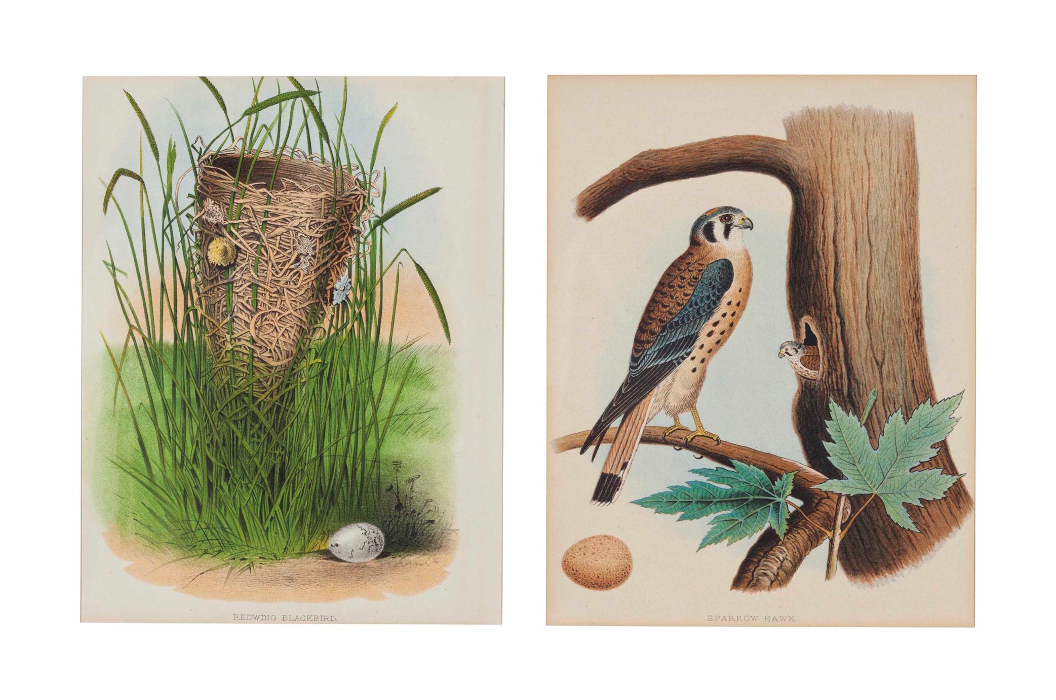 After Thomas Gentry, [Illustrations of Nests and Eggs of Birds of the ...