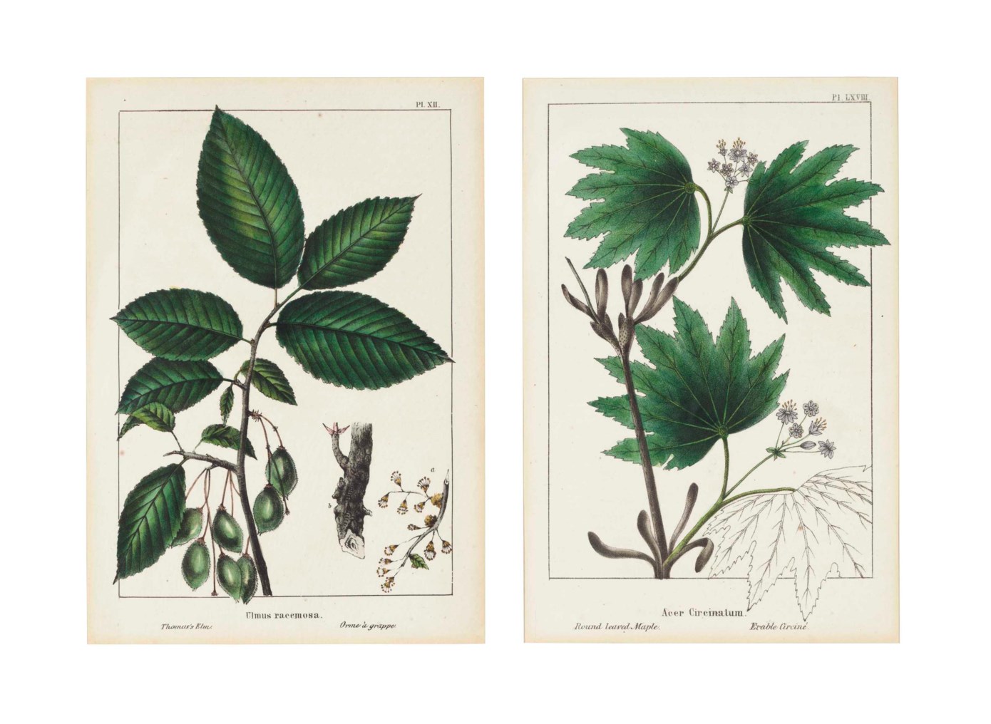 After François André Michaux