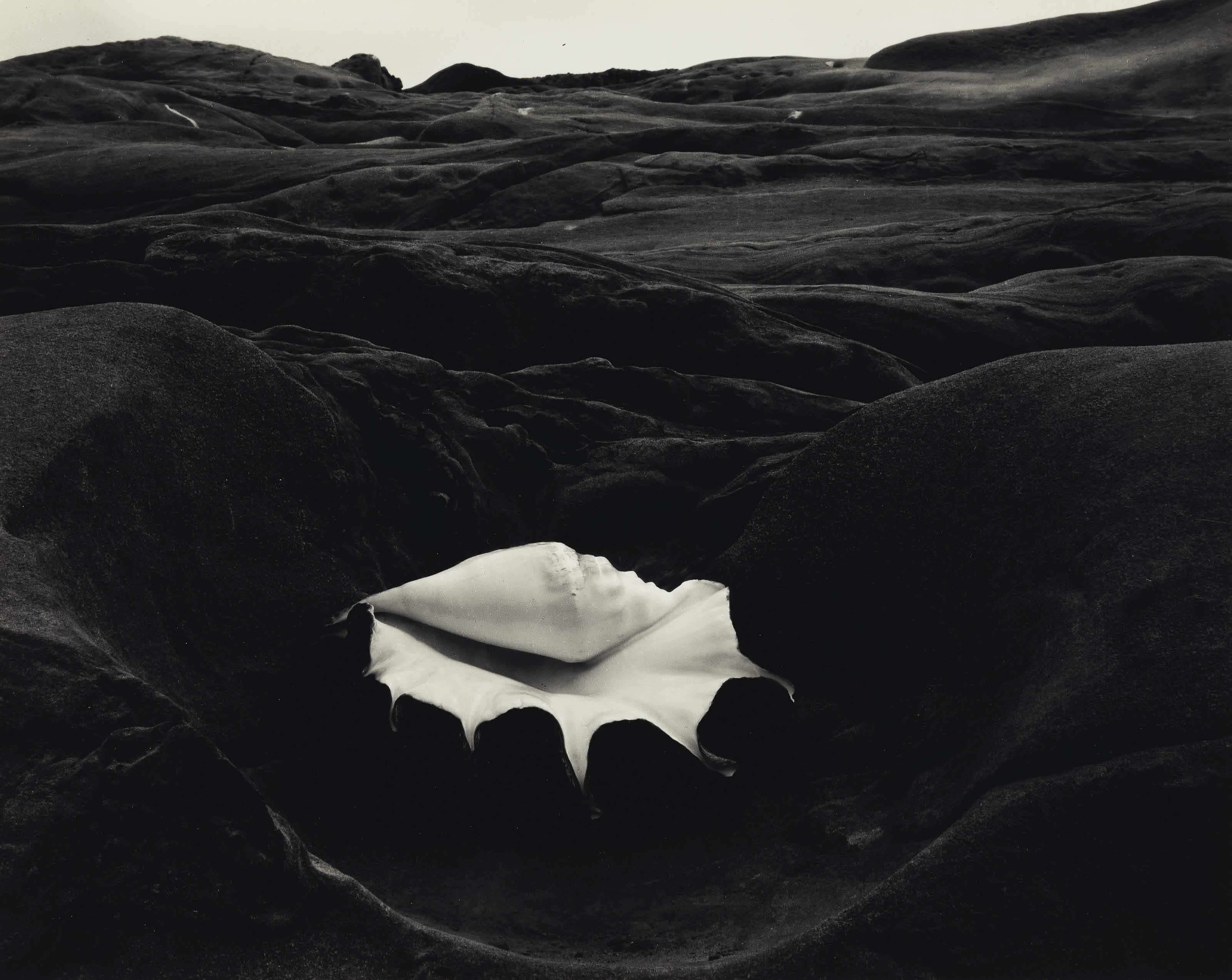 Edward Weston (1886-1958)
