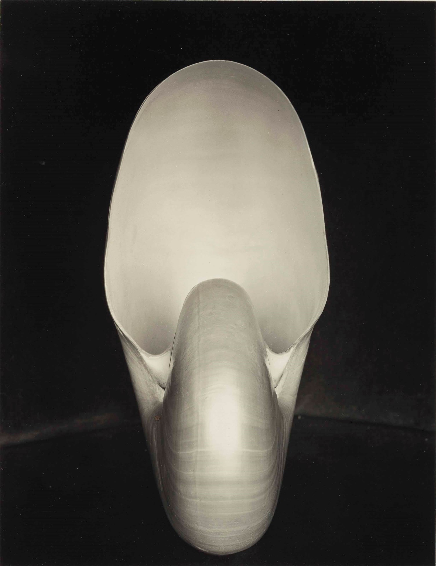 Edward Weston (1886-1958), Shell, 1927 | Christie's