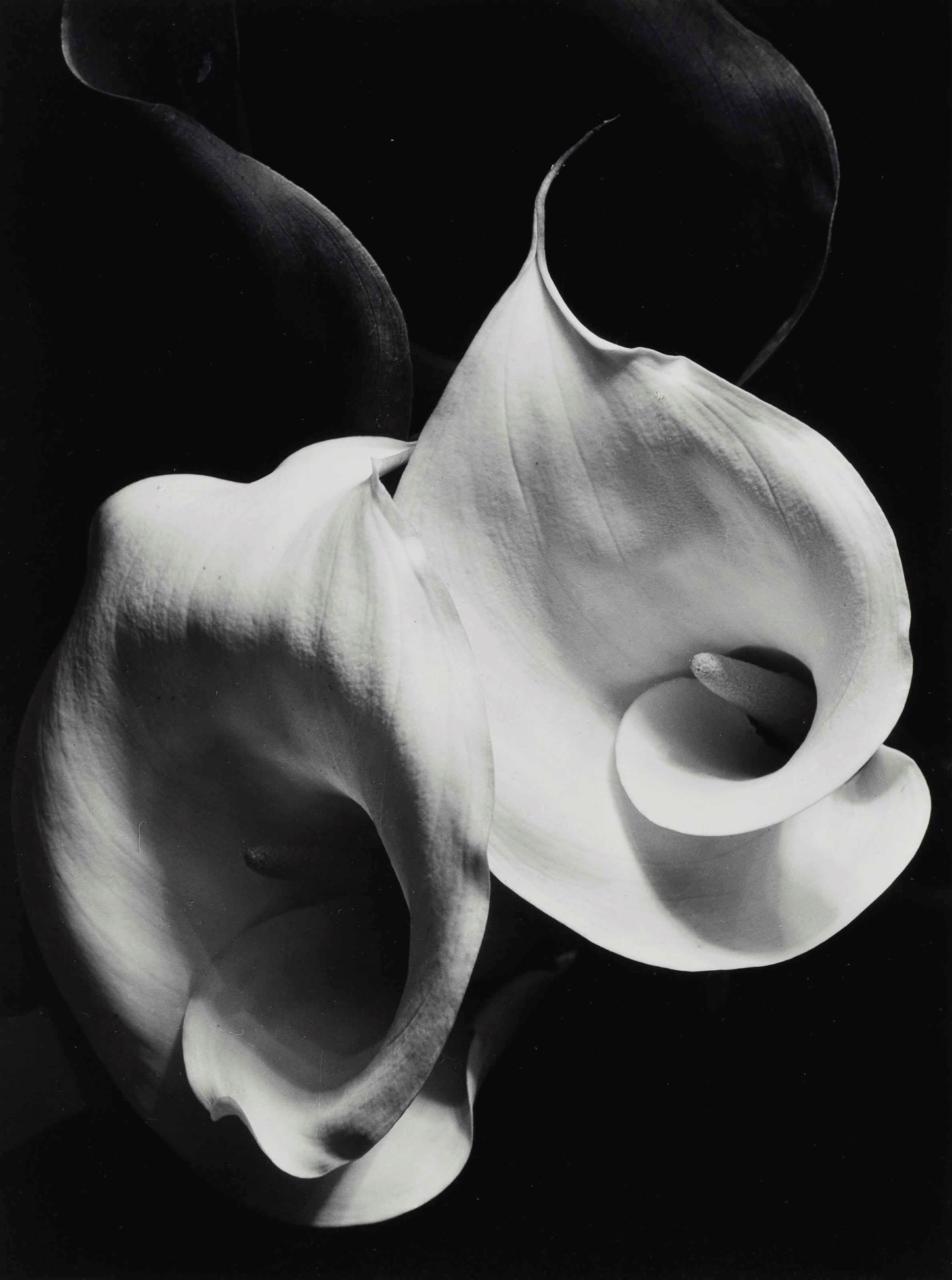Imogen Cunningham (1883-1976), Two Callas, c. 1929 | Christie's